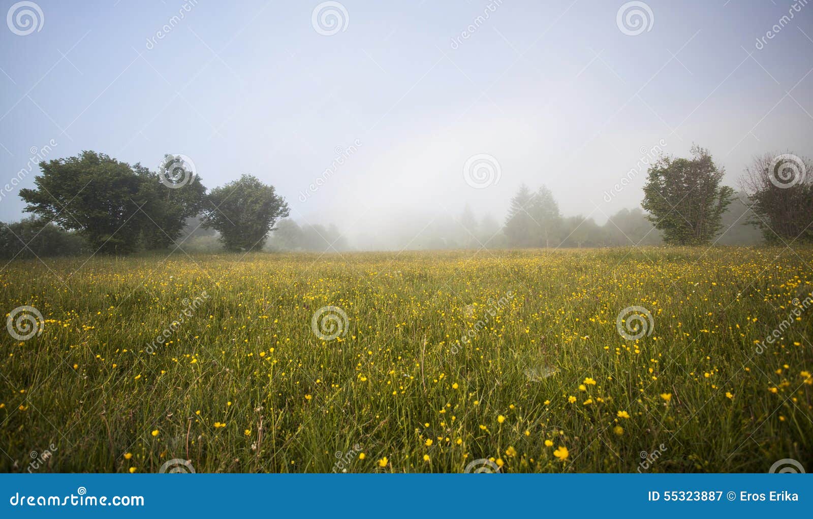 Summer meadow after rain stock image. Image of grow, outside - 55323887