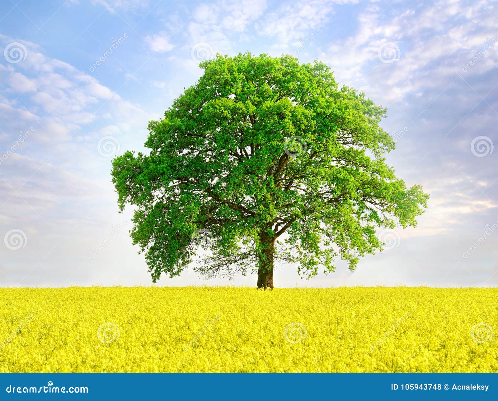 Summer Meadow with Flowers and Big Tree Stock Photo - Image of bark ...