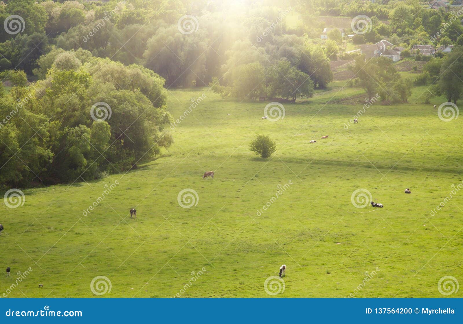 Summer Meadow with Sun Rays. Top View Stock Photo - Image of ...