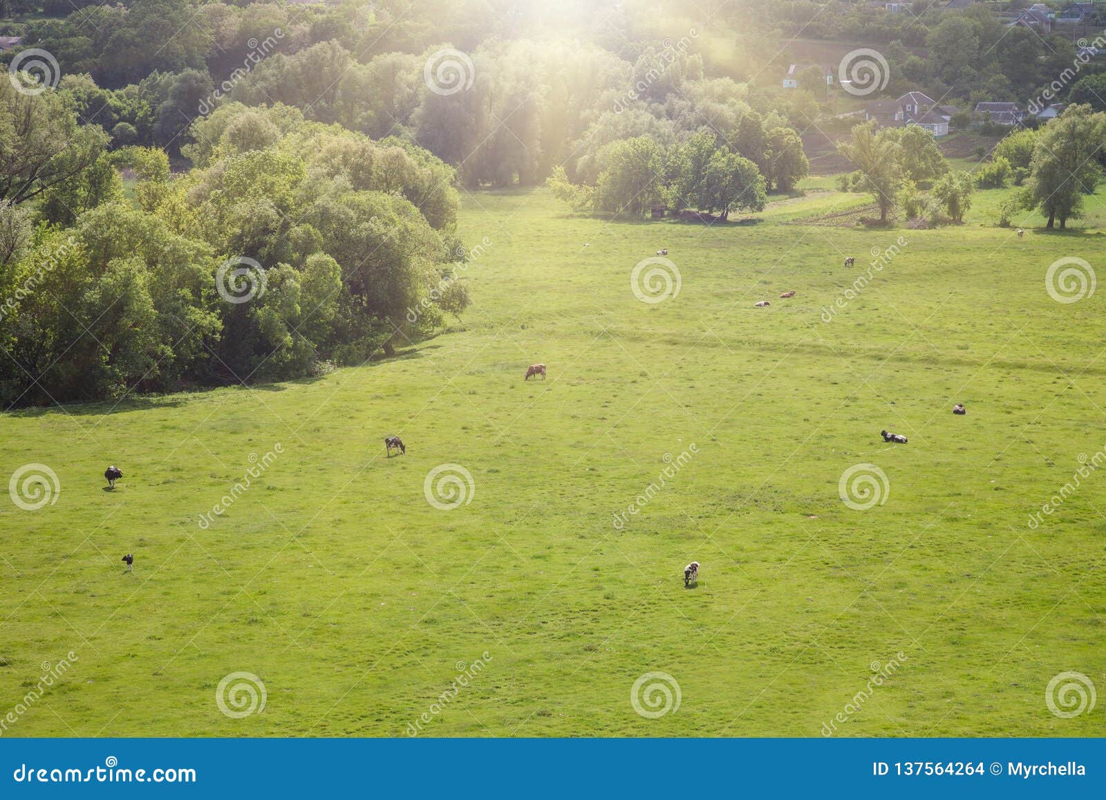 Summer Meadow with Sun Rays. Top View Stock Photo - Image of nature ...