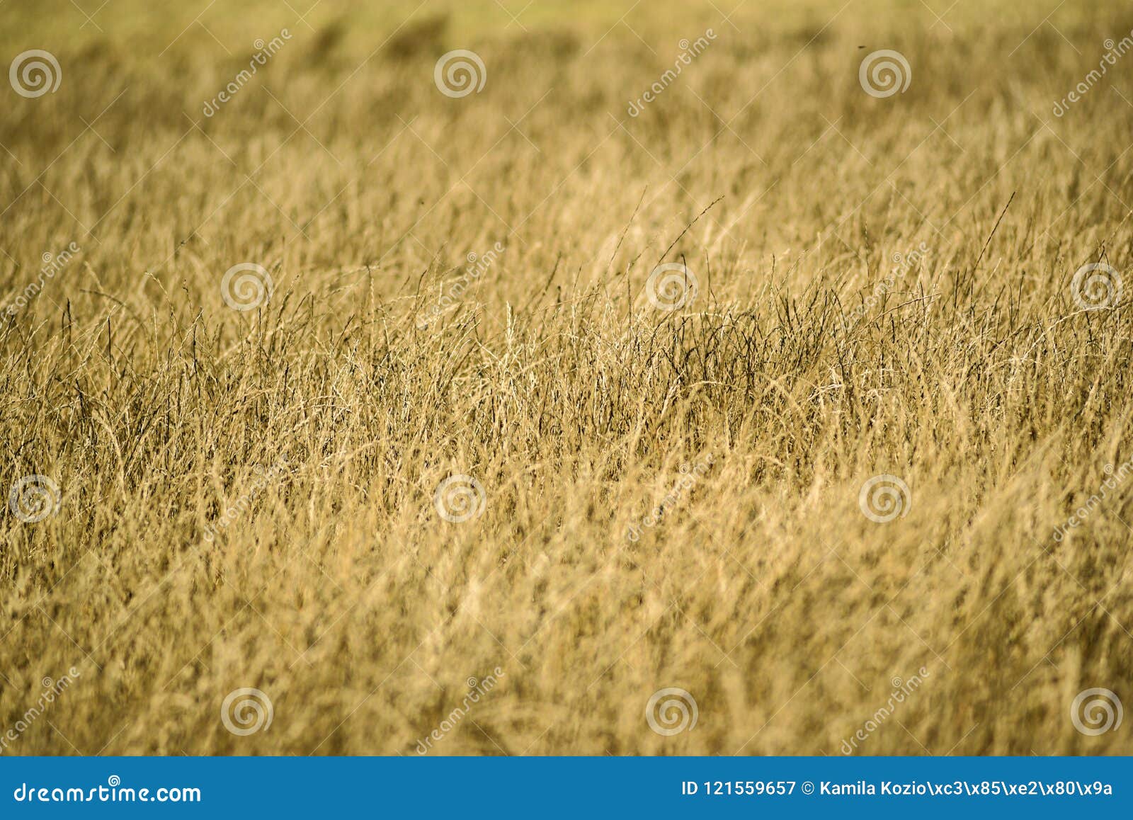Summer Meadow Texture, Golden Field and Meadow. Stock Image - Image of ...