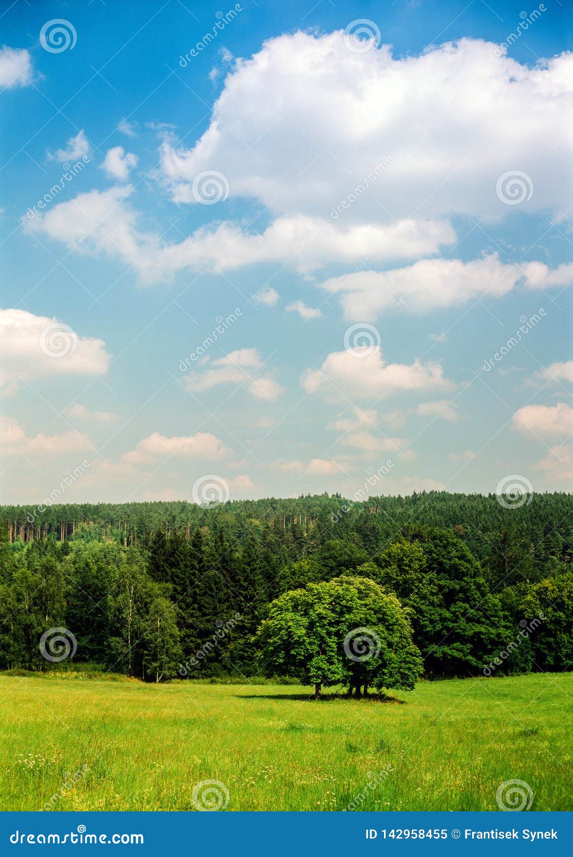 Summer meadow with trees stock image. Image of ...