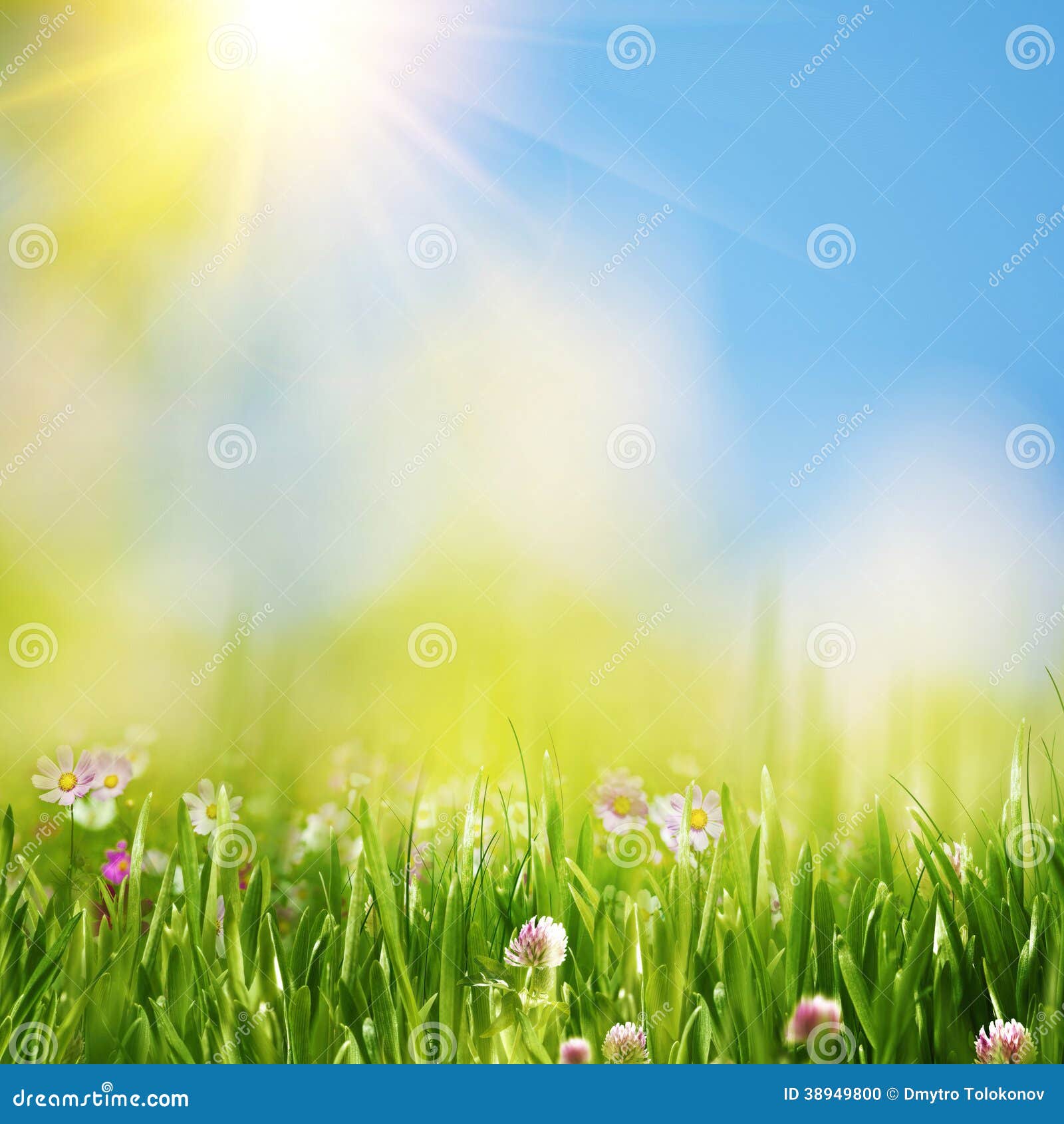 Summer Meadow Under Bright Yellow Sun Stock Photo - Image of blue ...