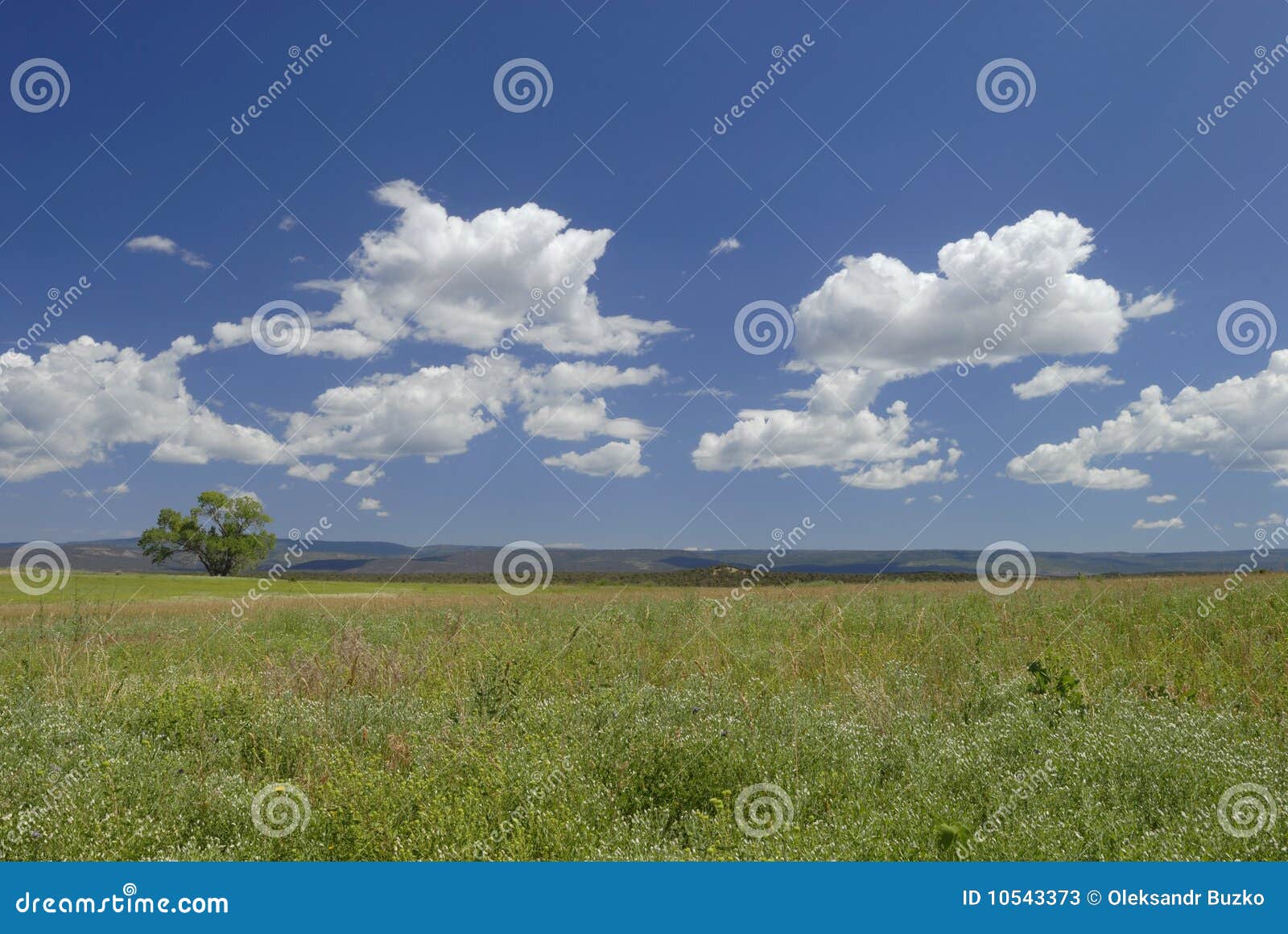 Summer Meadow in Western Colorado Stock Image - Image of grassland ...