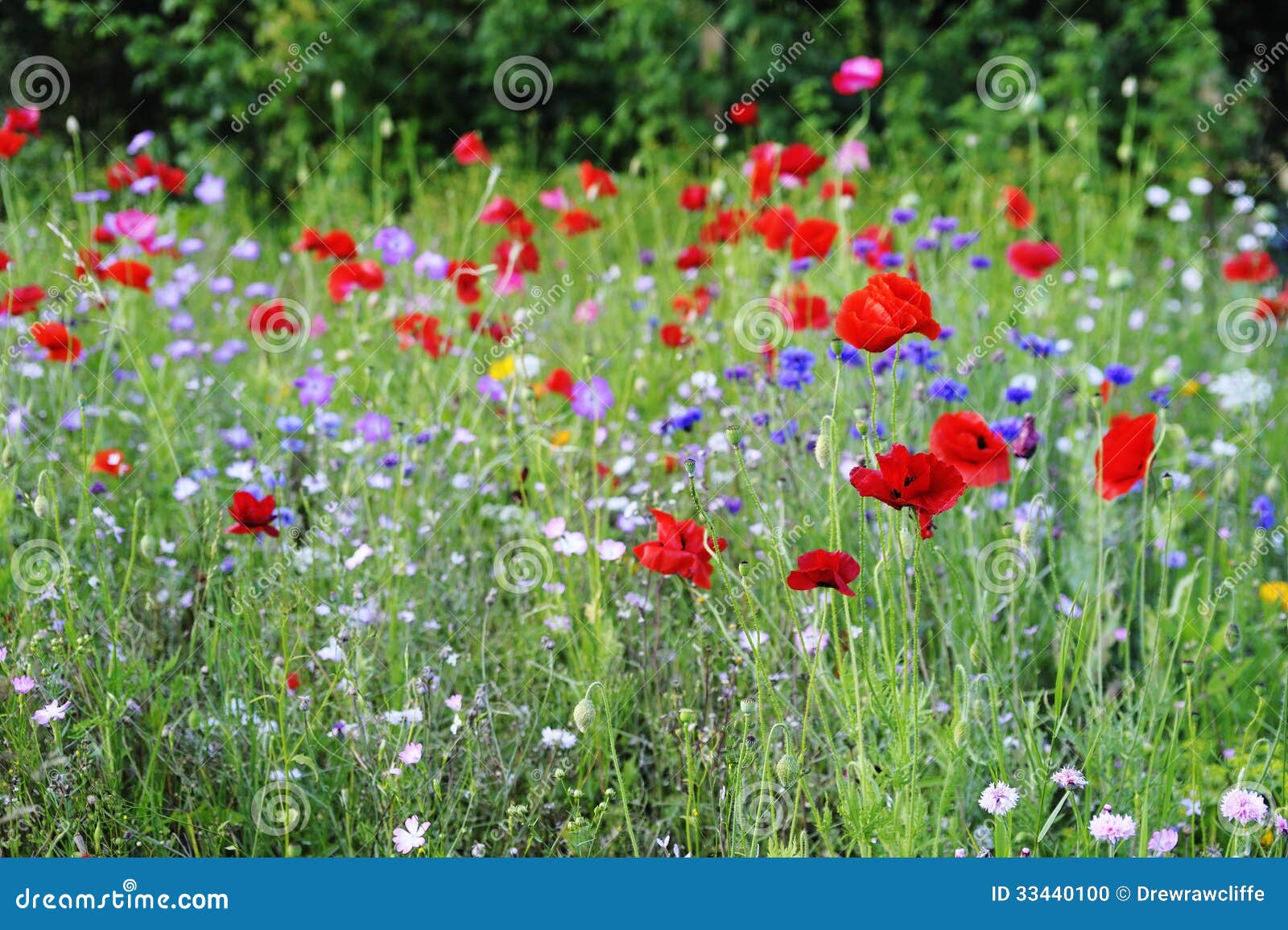 Summer Meadow stock photo. Image of flowers, wild, field - 33440100