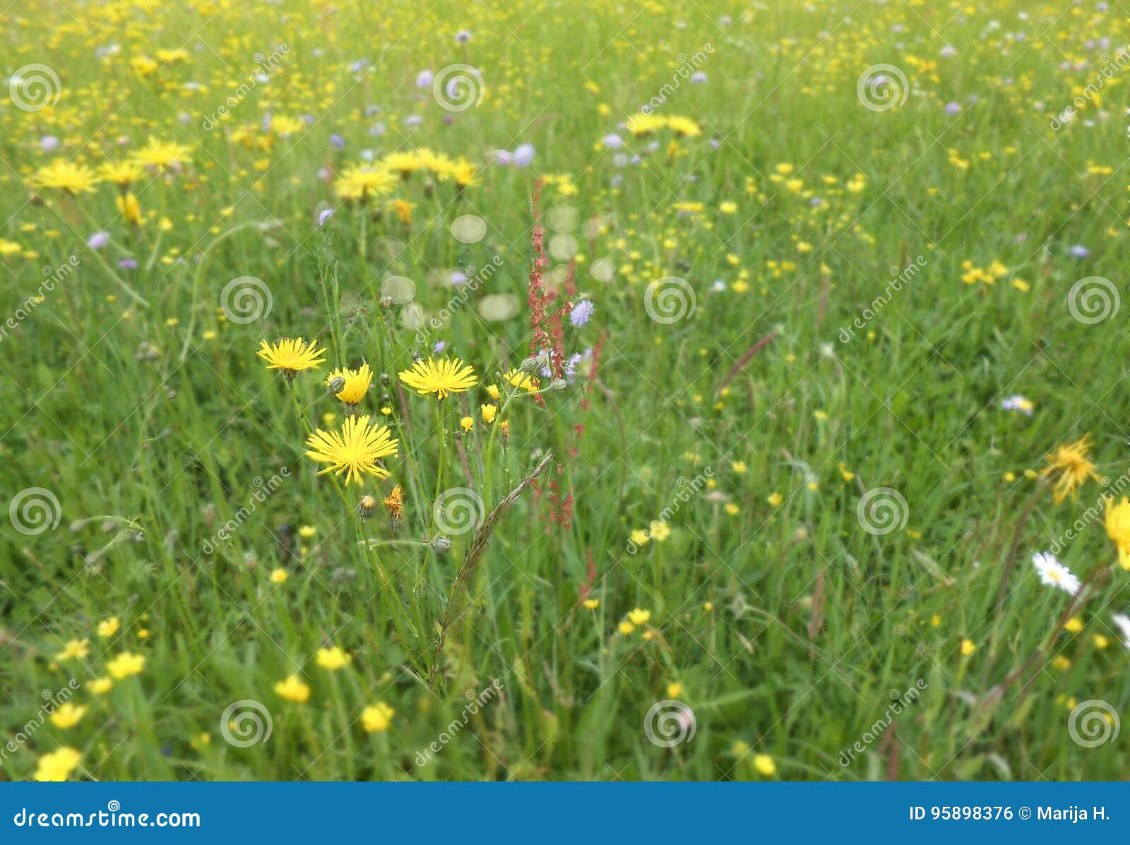 Summer meadows flowers stock photo. Image of outdoor - 95898376