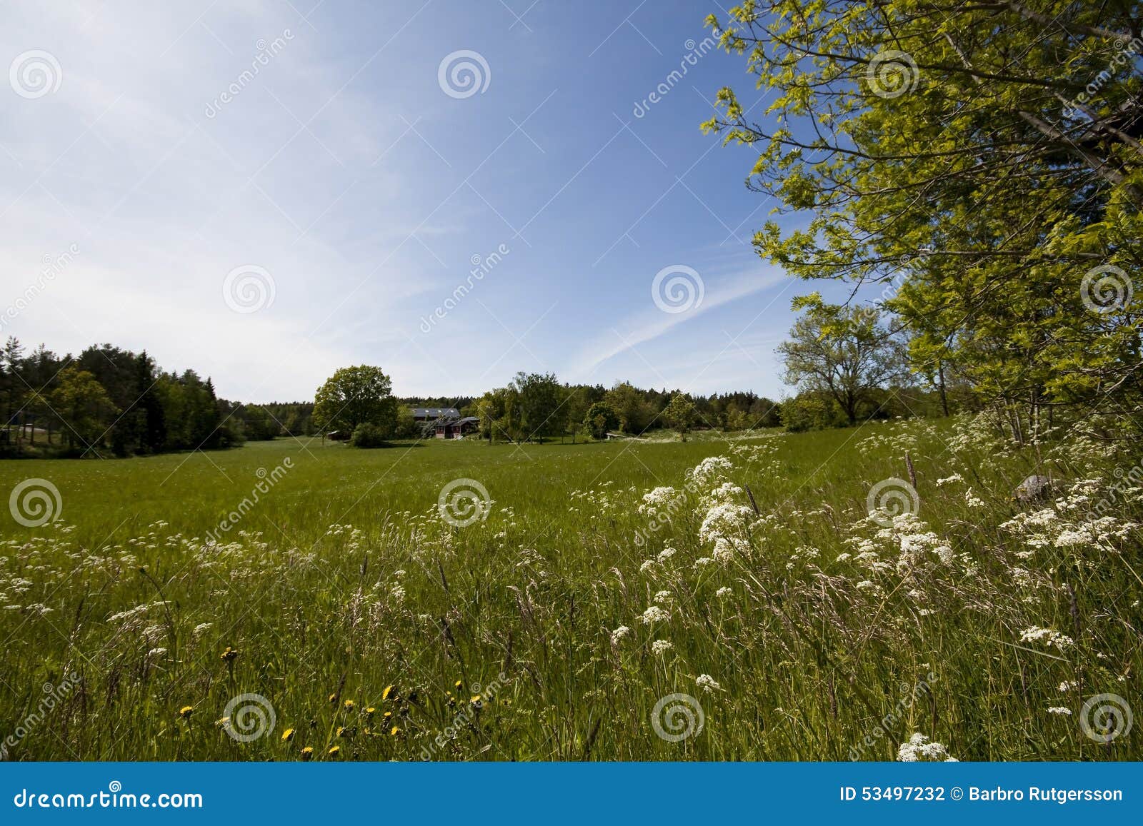 Summer meadows stock photo. Image of rural, countryside - 53497232