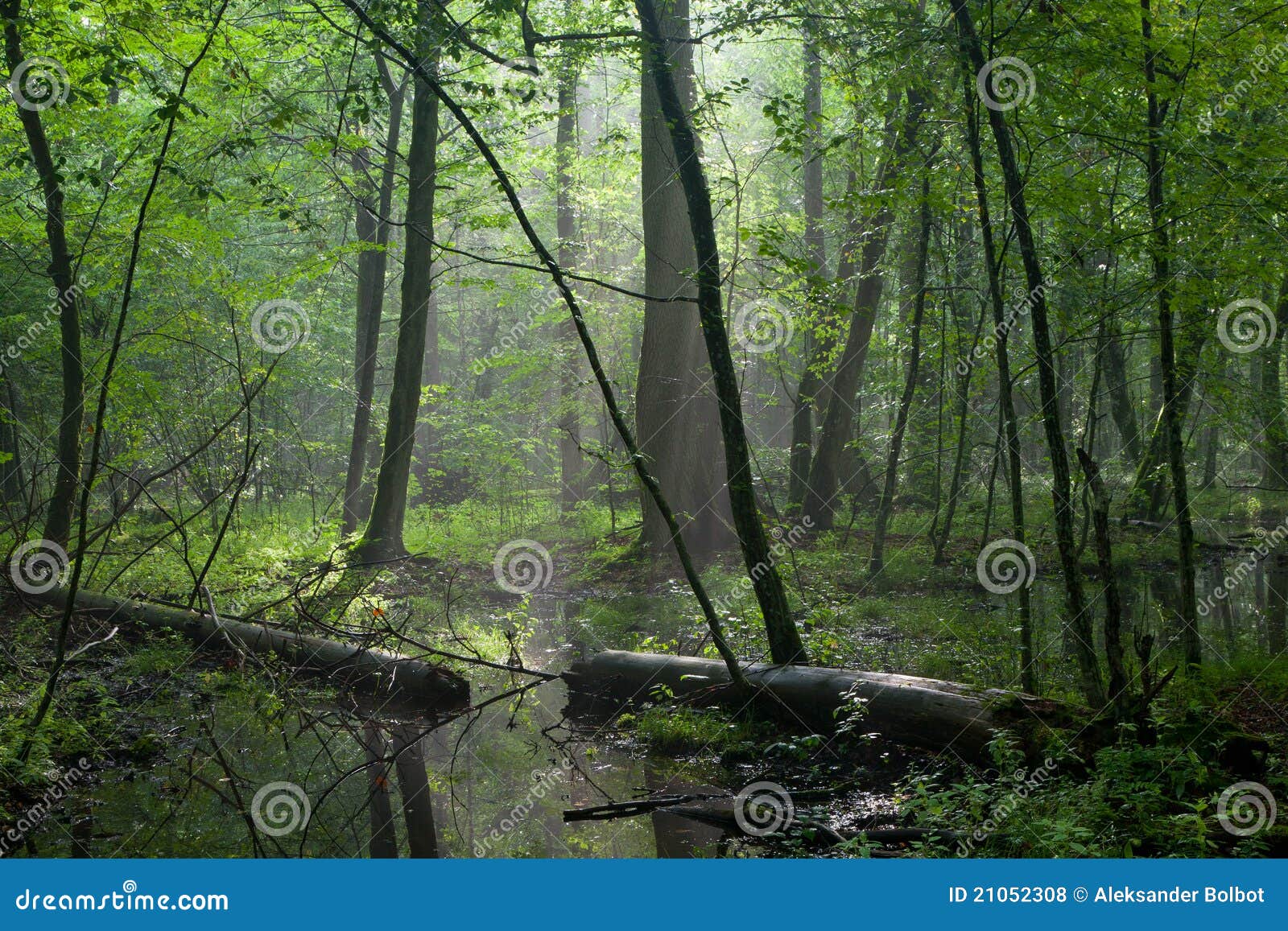 Summer Midday with Light Entering Deciduous Stand Stock Photo - Image ...