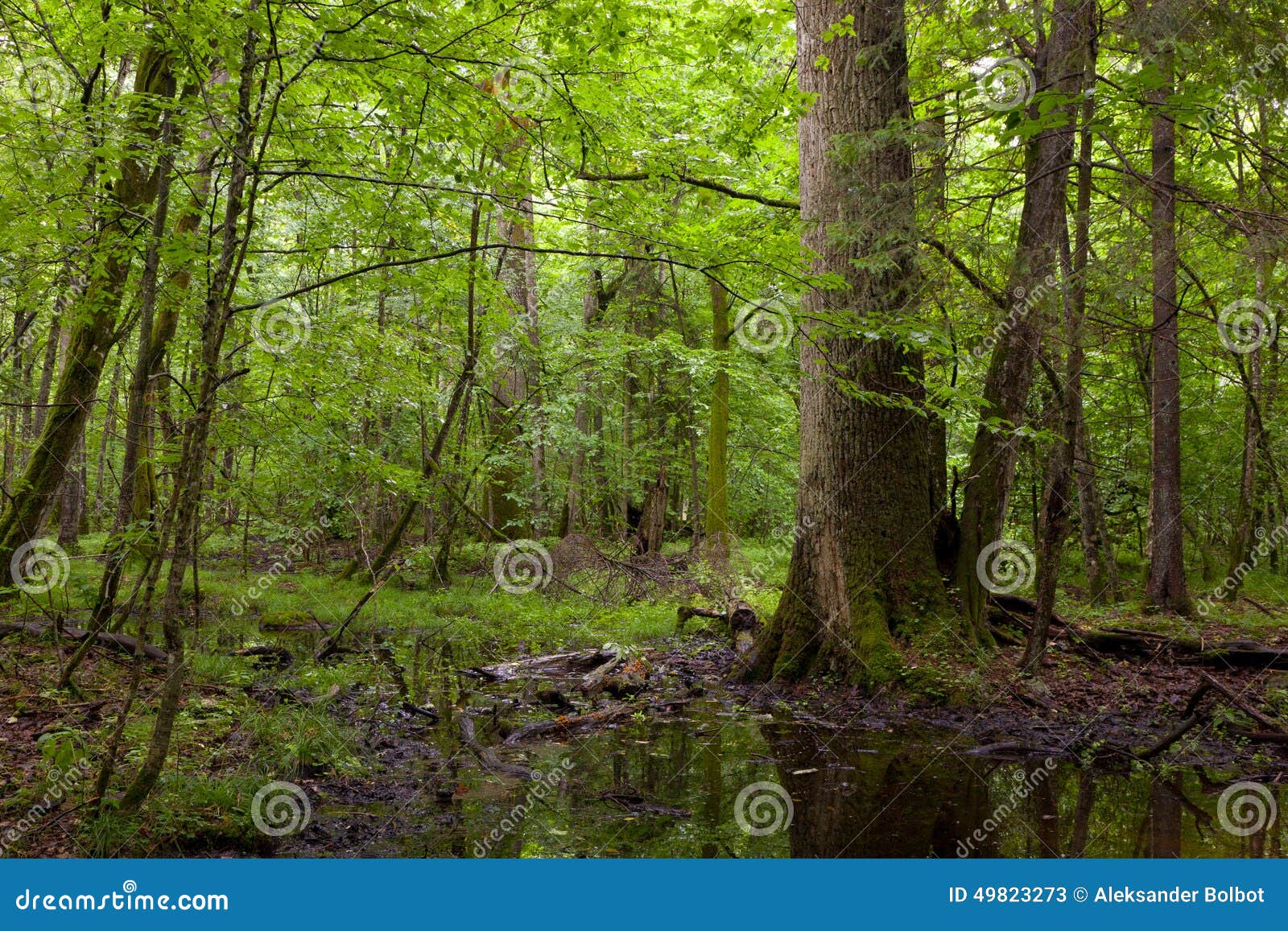 Summer Midday in Wet Deciduous Stand of Bialowieza Forest Stock Image ...