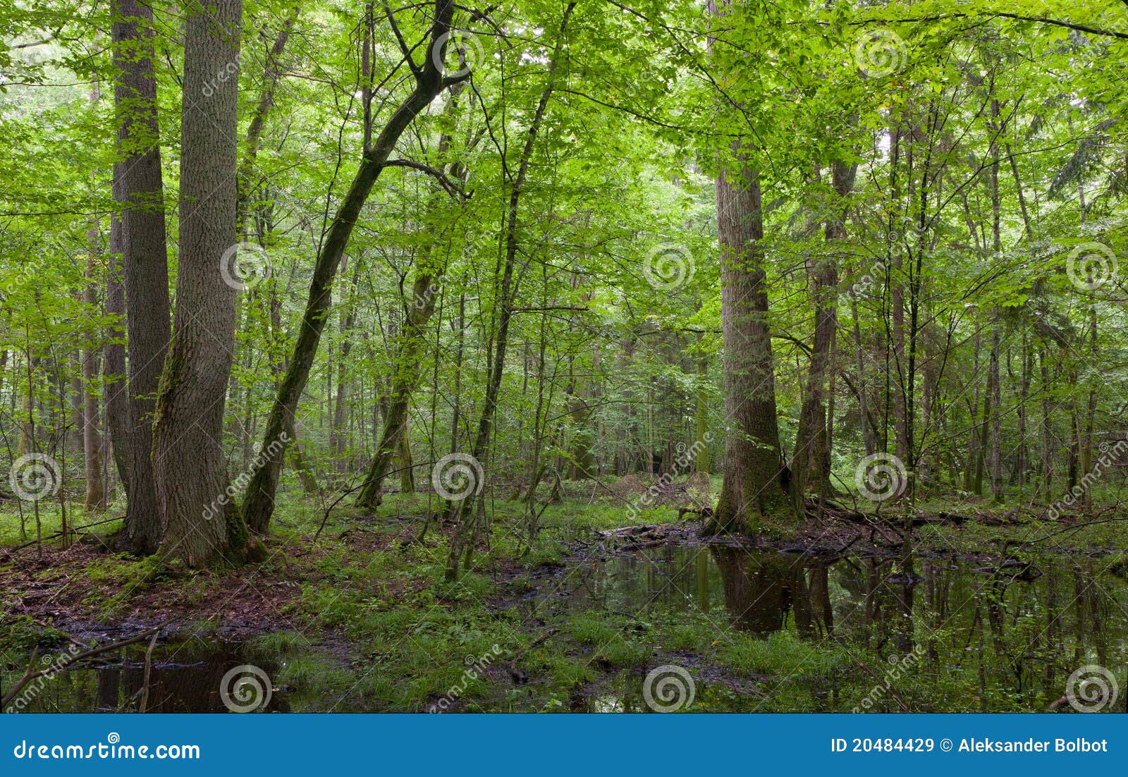 Summer Midday in Wet Stand of Bialowieza Forest Stock Image - Image of ...