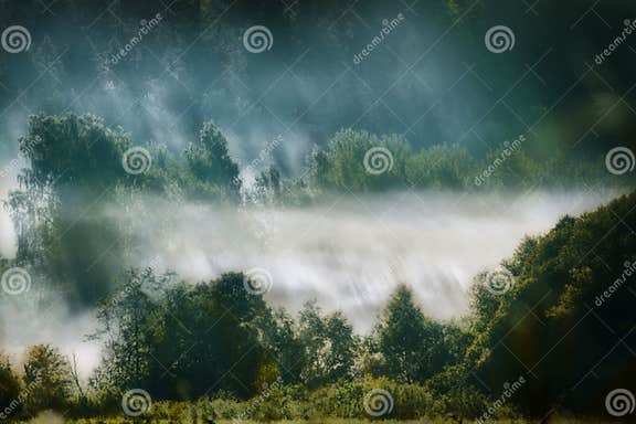 Summer Mist in a Green Forest Stock Image - Image of sunlit, summer ...