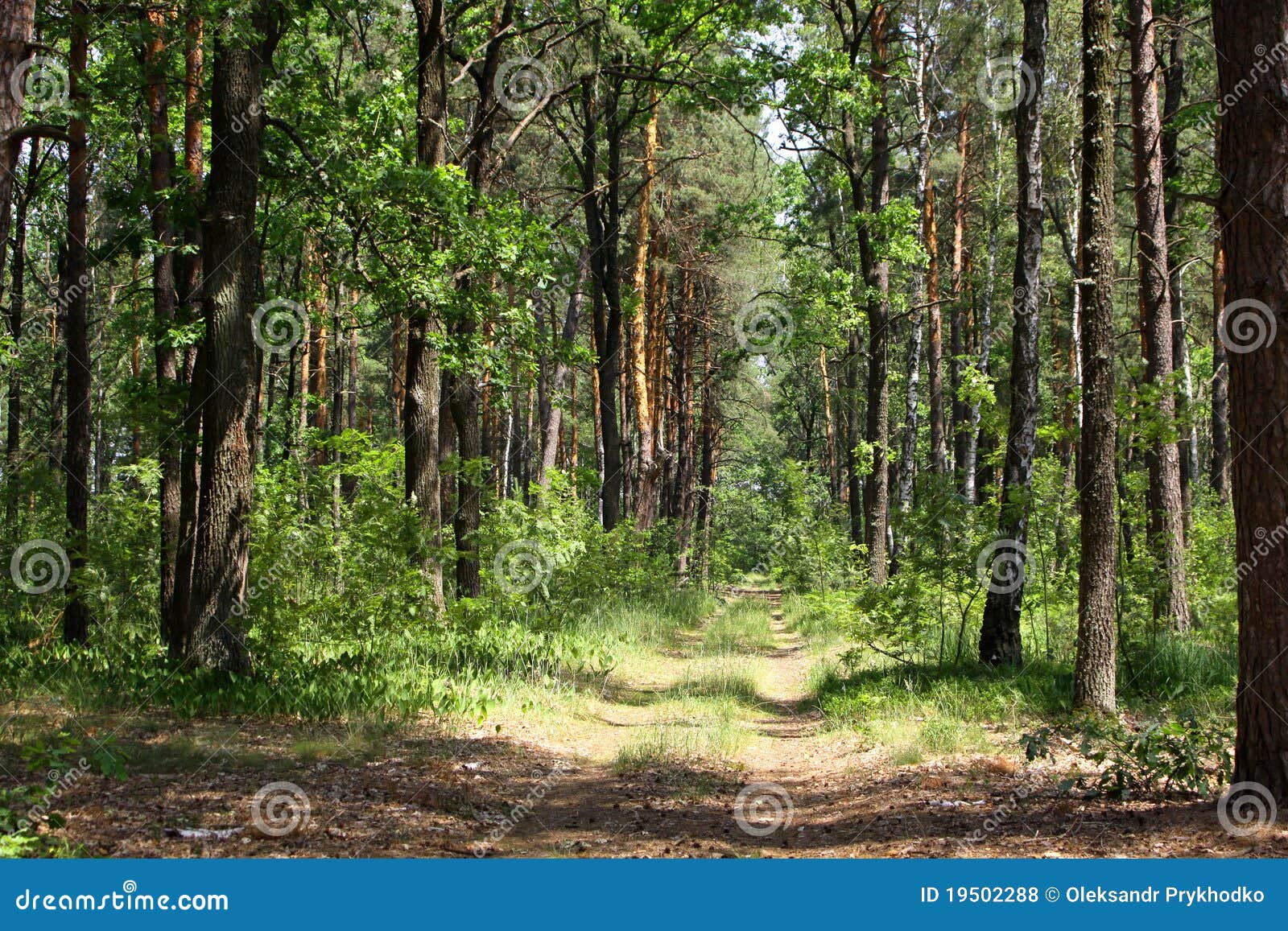 Summer mixed forest stock photo. Image of dark, environment - 19502288