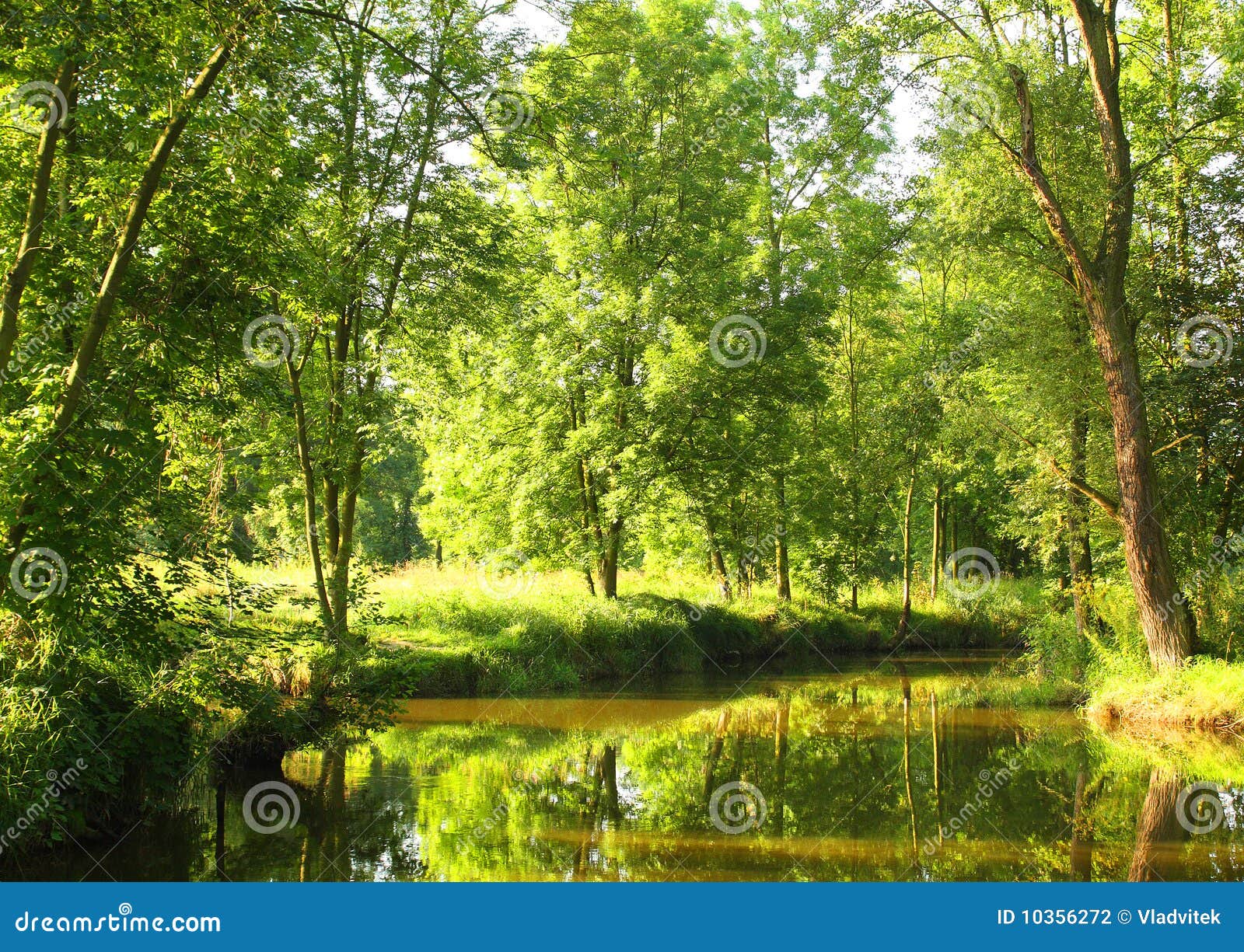 Summer morning stock photo. Image of environment, morning - 10356272