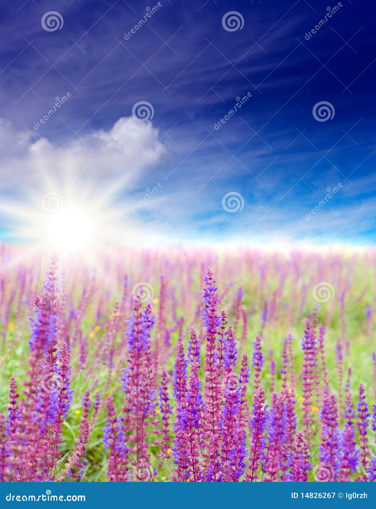 Summer morning stock image. Image of freshness, dawn - 14826267