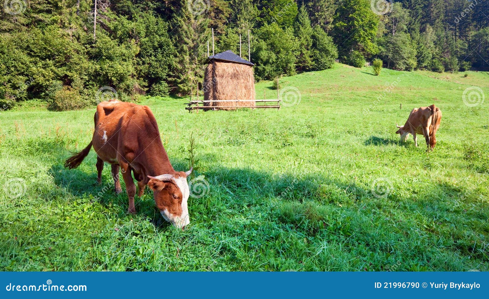 Summer Morning Country Landscape with Cows Stock Photo - Image of rural ...