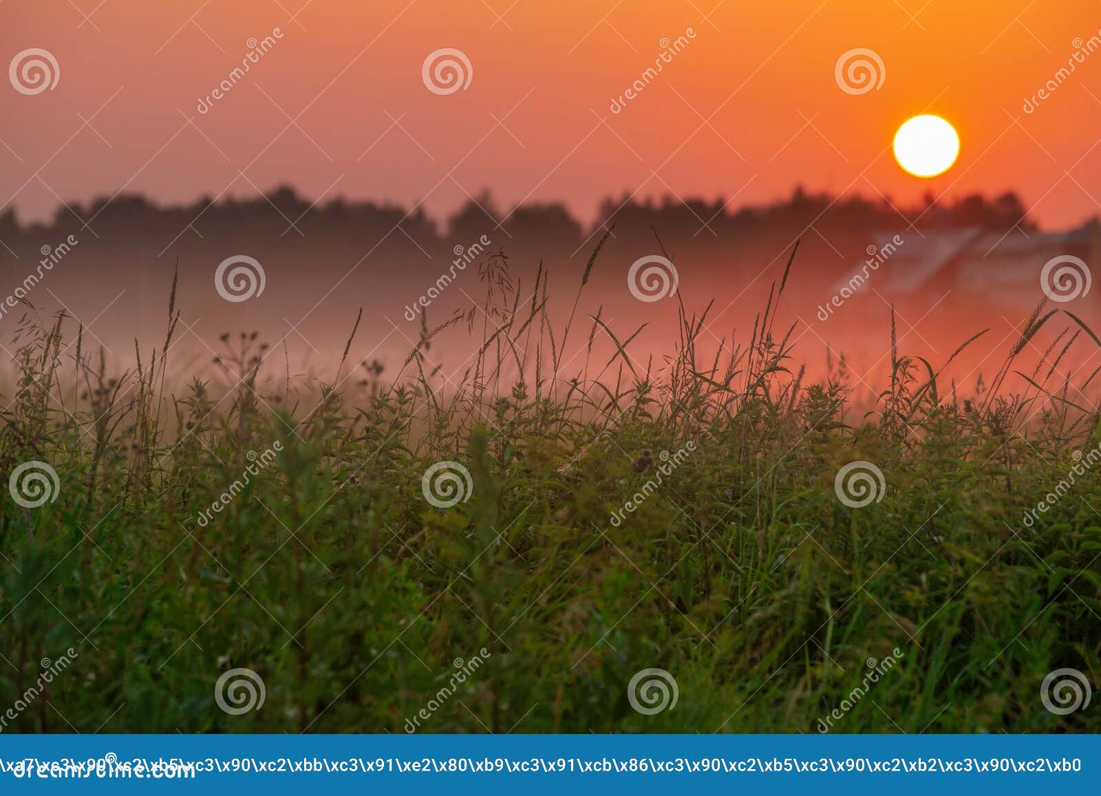 Summer Morning, Dawn Over a Field with Grass, Sky without Clouds Stock ...