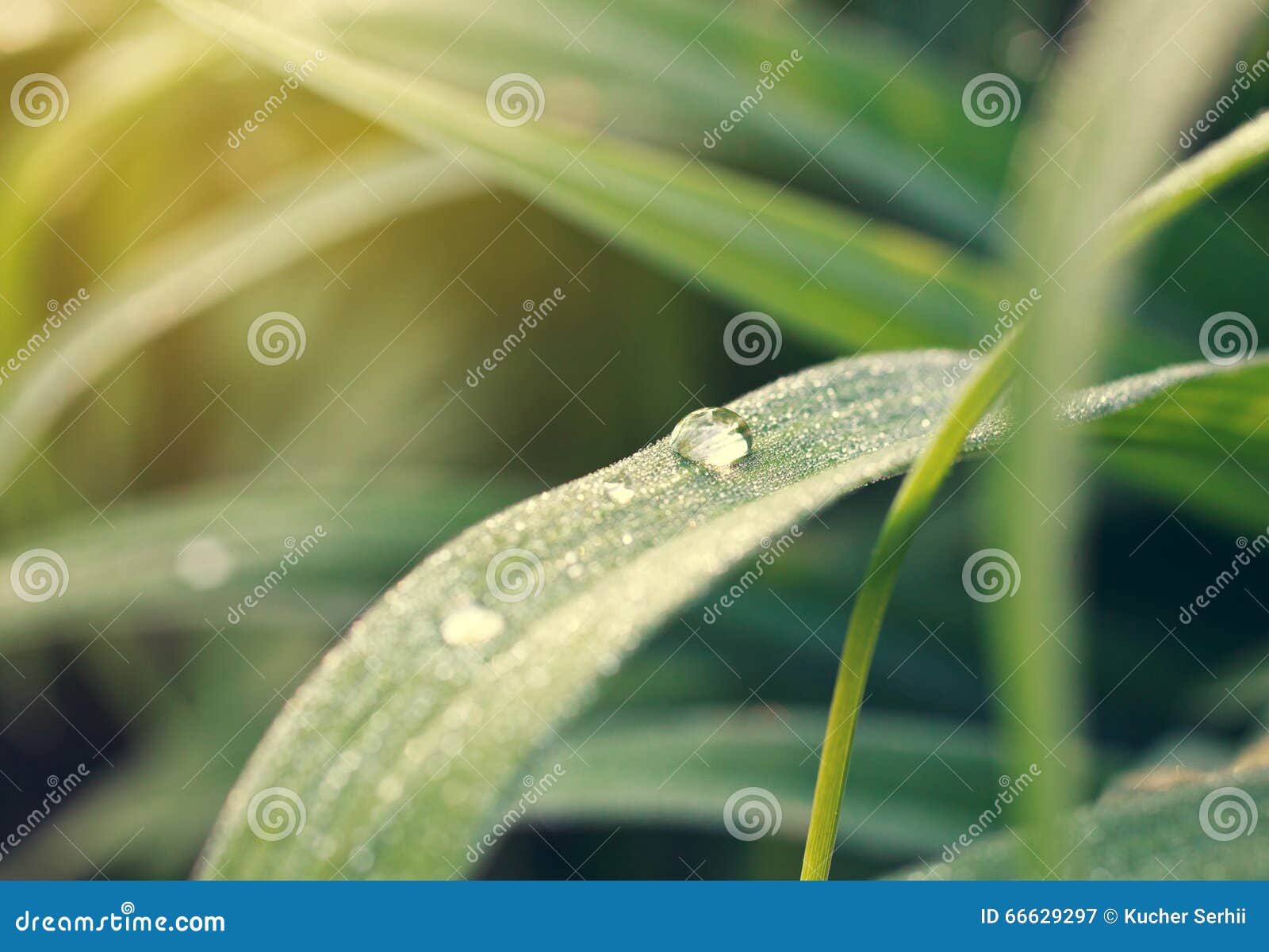 Summer morning dewdrop stock image. Image of health, macro - 66629297