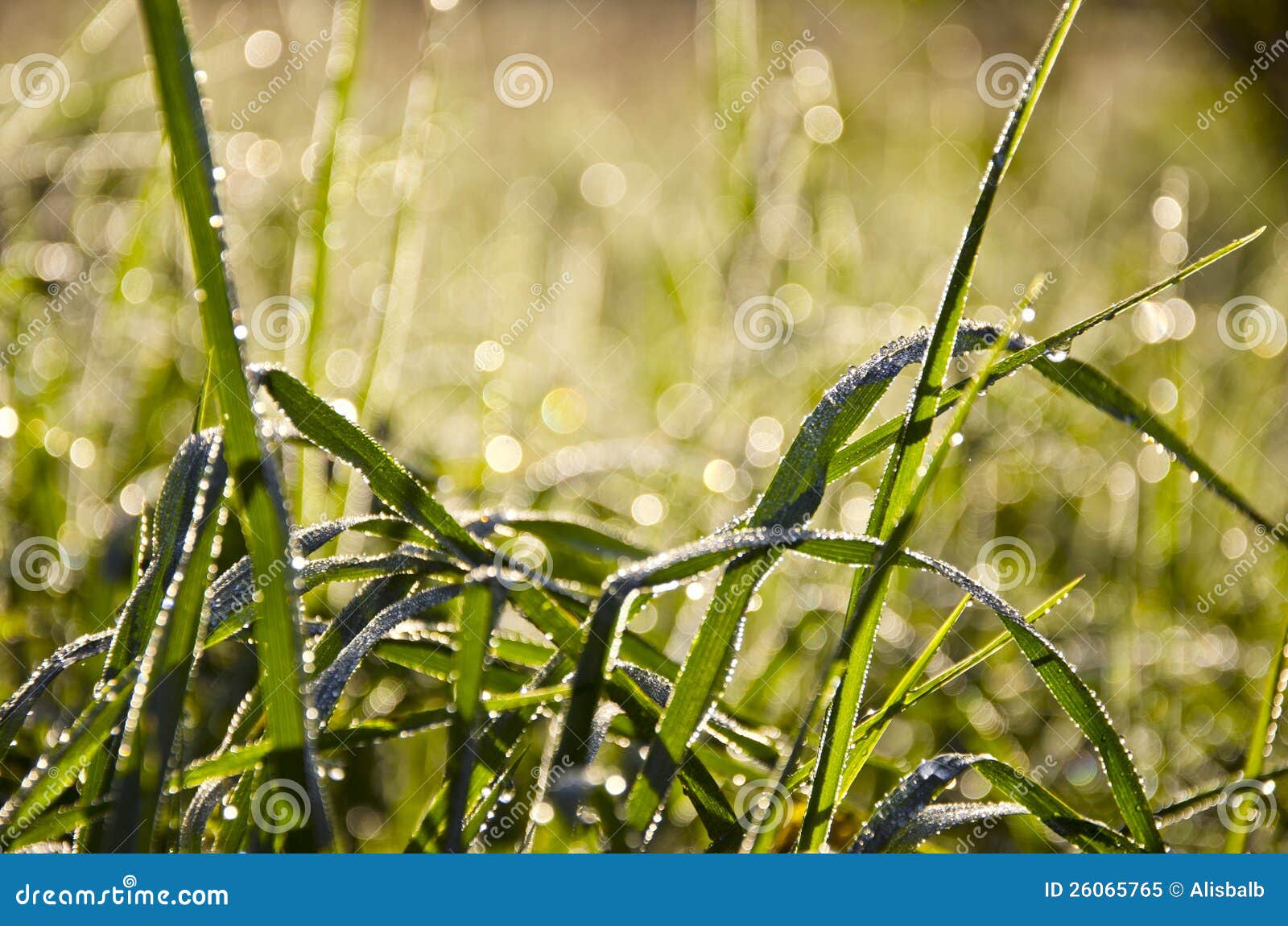 Summer morning dewy grass stock image. Image of ecology - 26065765