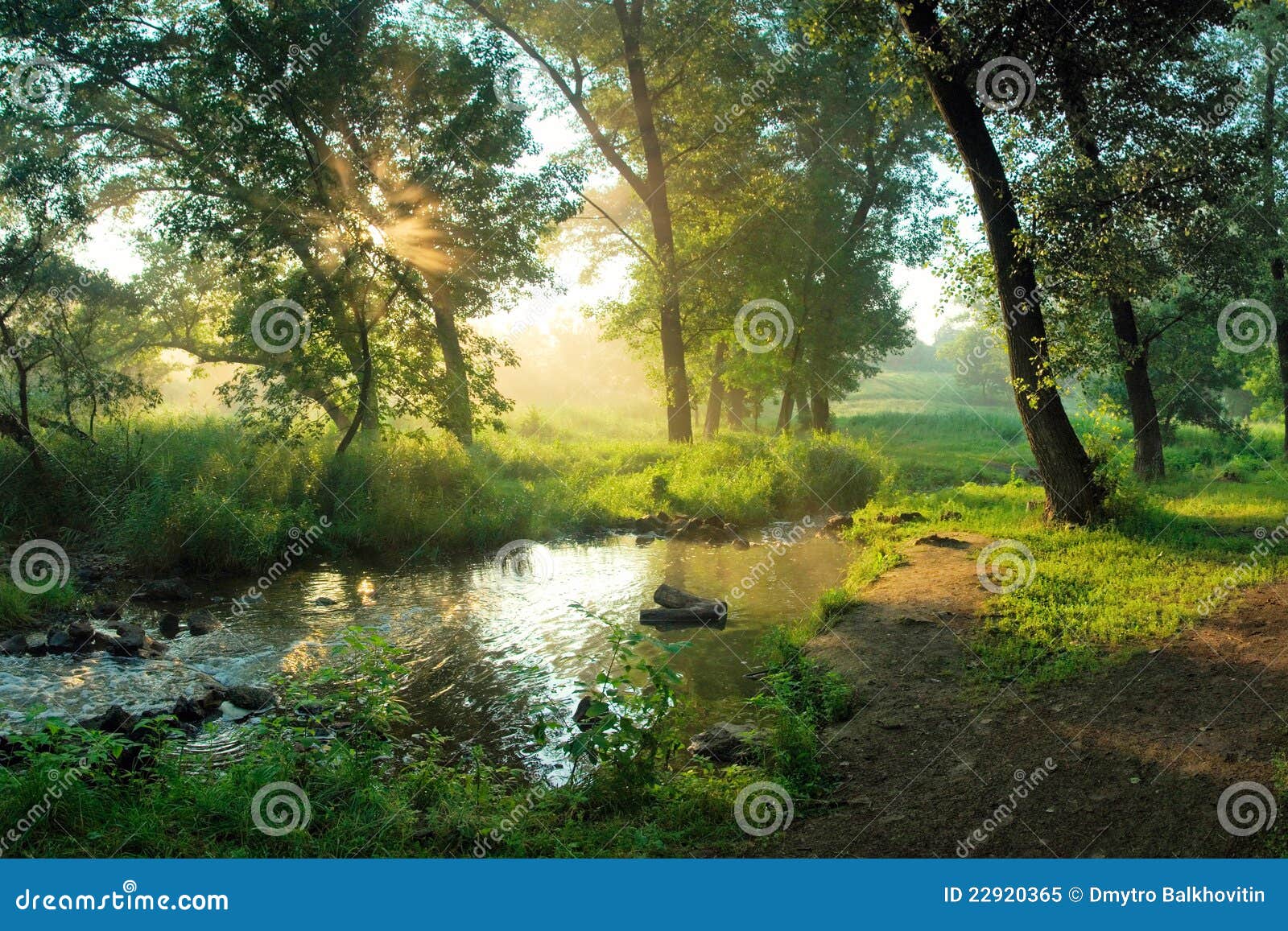 Summer morning in forest stock image. Image of light - 22920365