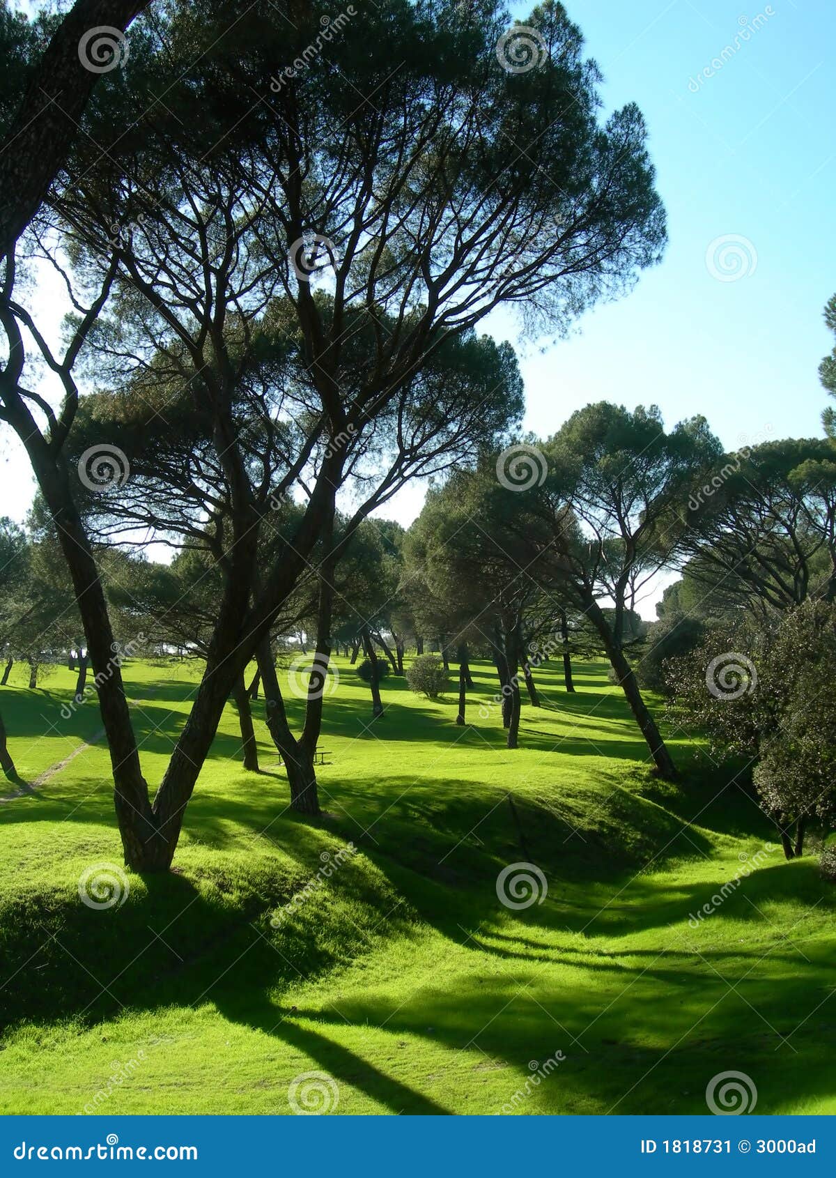 Summer Morning Soft Shadows on Meadow Stock Image - Image of foliage ...