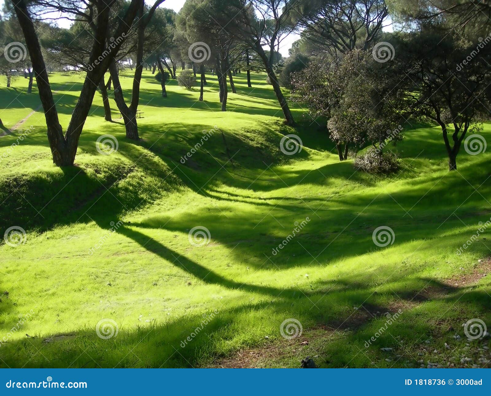 Summer Morning Soft Shadows in Park Stock Photo - Image of evening ...