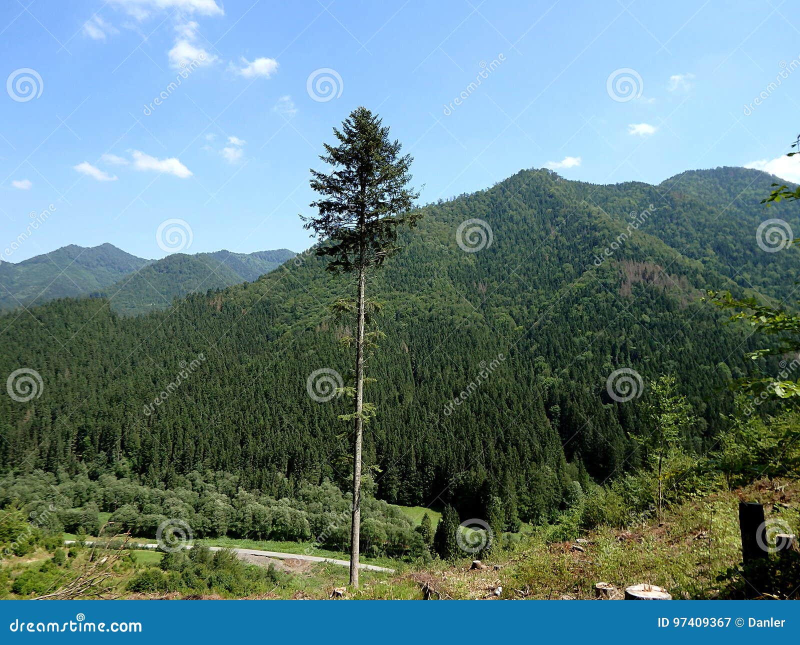 Summer Mountain Landscape with Big Fir Tree Stock Image - Image of ...