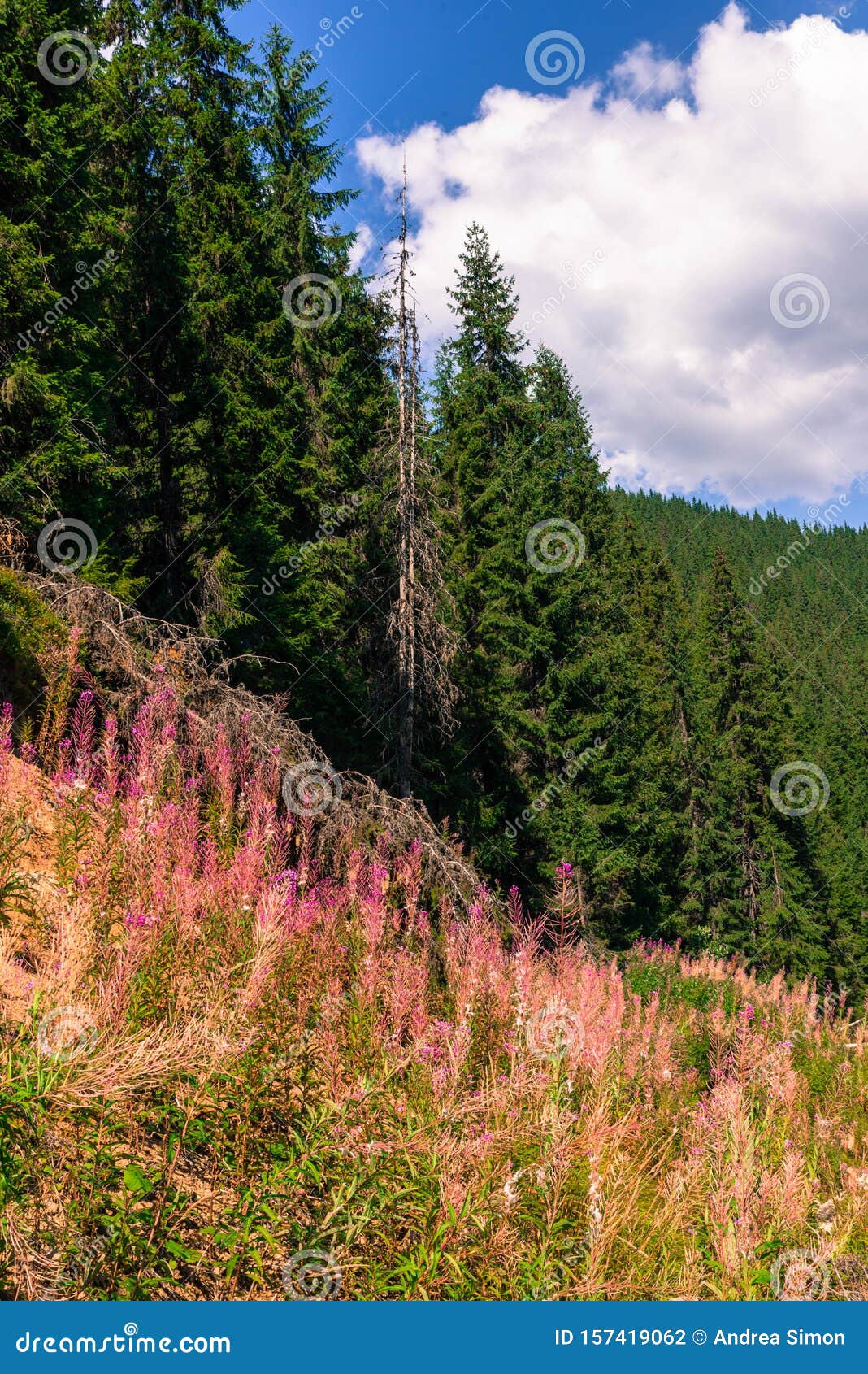 Summer Mountain Landscape with Flowers Willow-herb in the Foreground ...