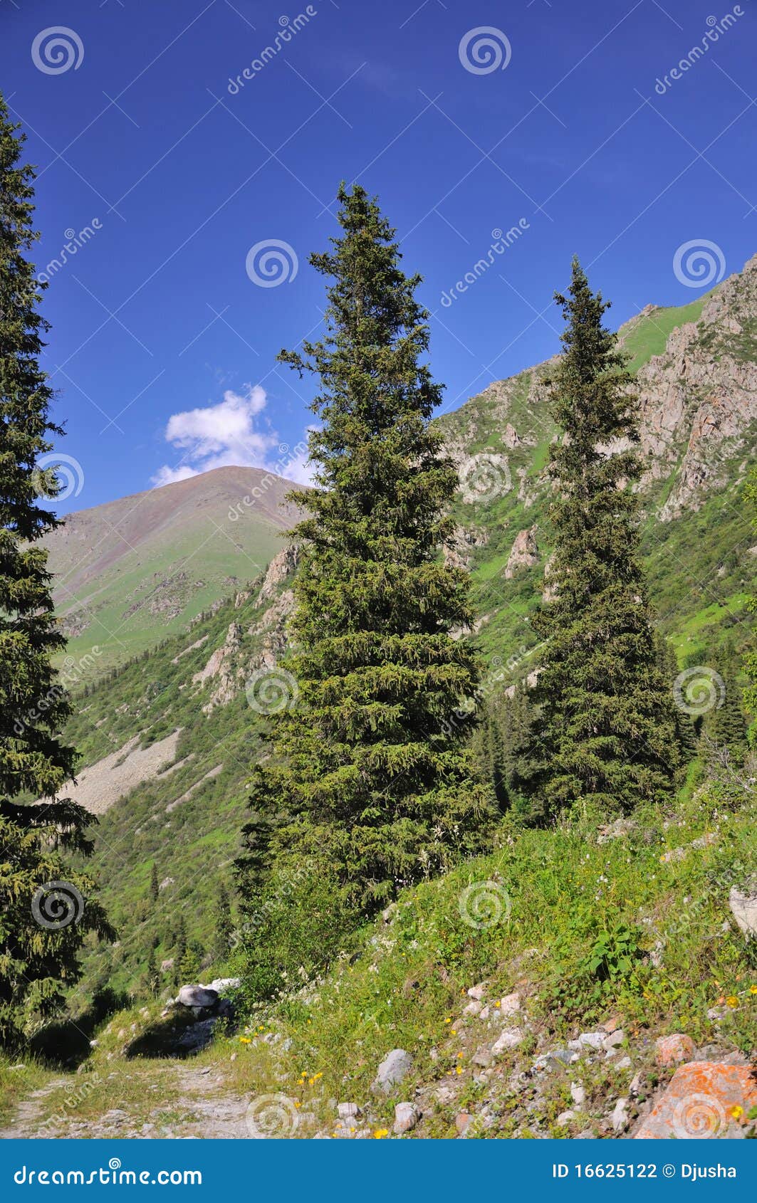 Summer in Mountains and Fur-trees Stock Photo - Image of hill ...