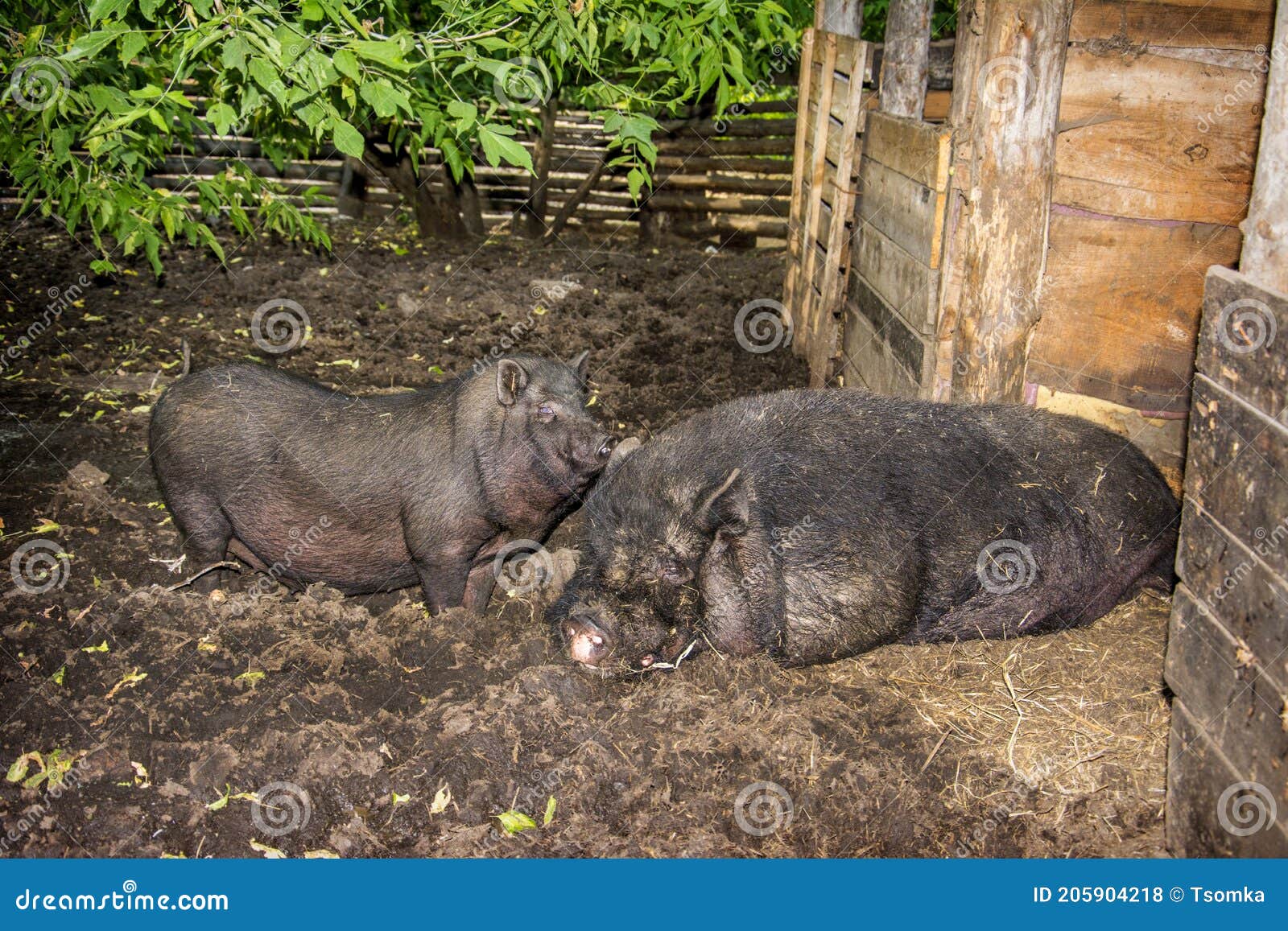 In the Summer in the Mud in the Barn are Two Large Pigs Stock Photo ...
