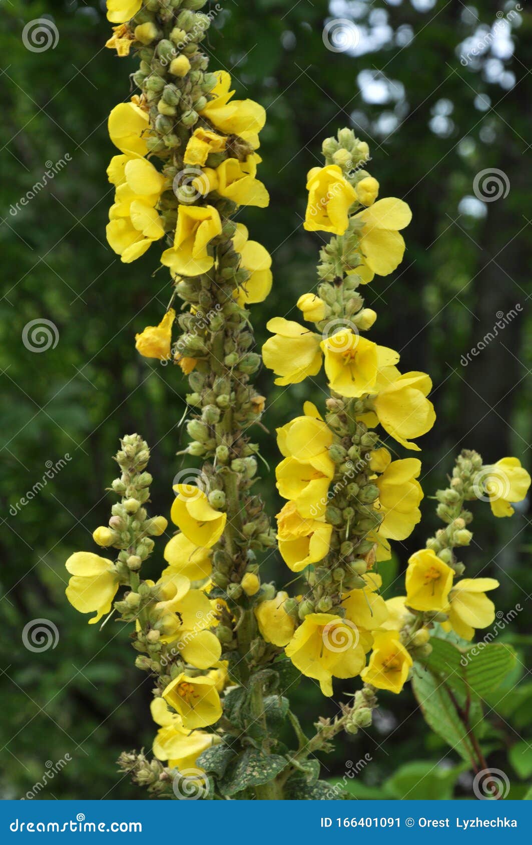It Blooms in the Wild Mullein Verbascum Stock Image - Image of meadow ...
