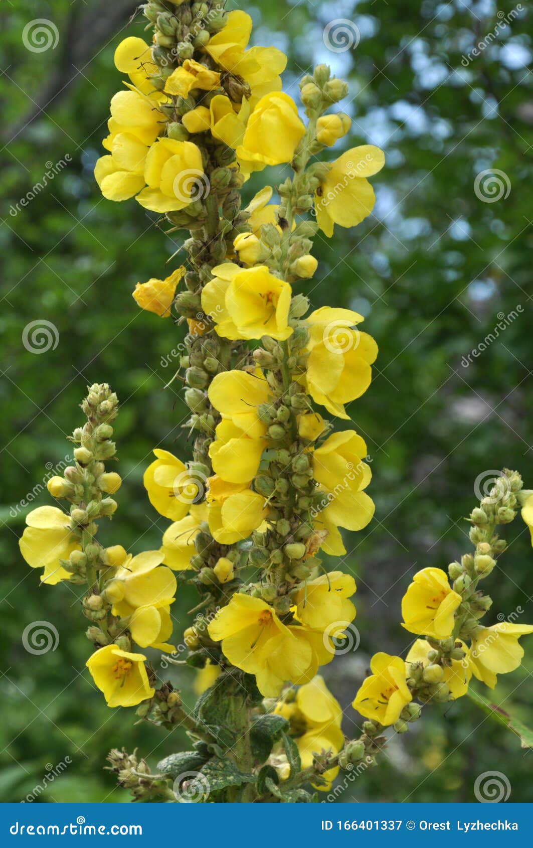 It Blooms in the Wild Mullein Verbascum Stock Image - Image of mullein ...