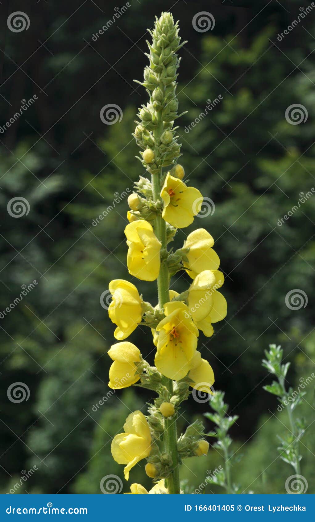 It Blooms in the Wild Mullein Verbascum Stock Image - Image of botany ...