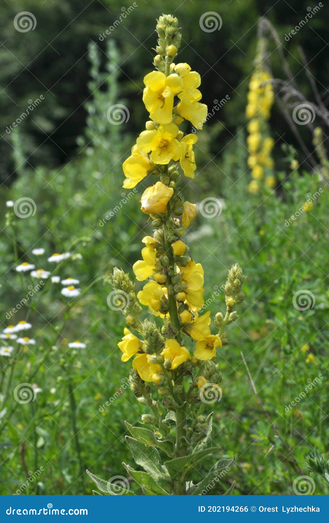 It Blooms in the Wild Mullein Verbascum Stock Photo - Image of medicine ...