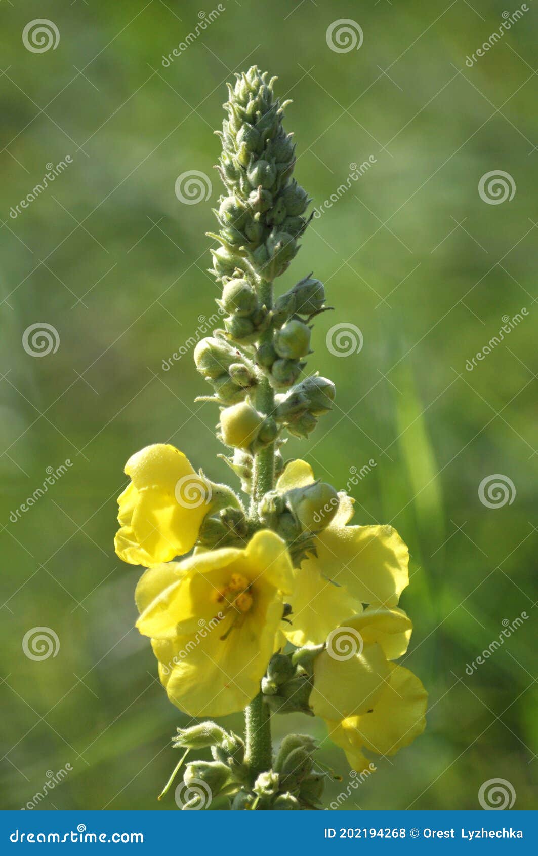 It Blooms in the Wild Mullein Verbascum Stock Photo - Image of meadow ...