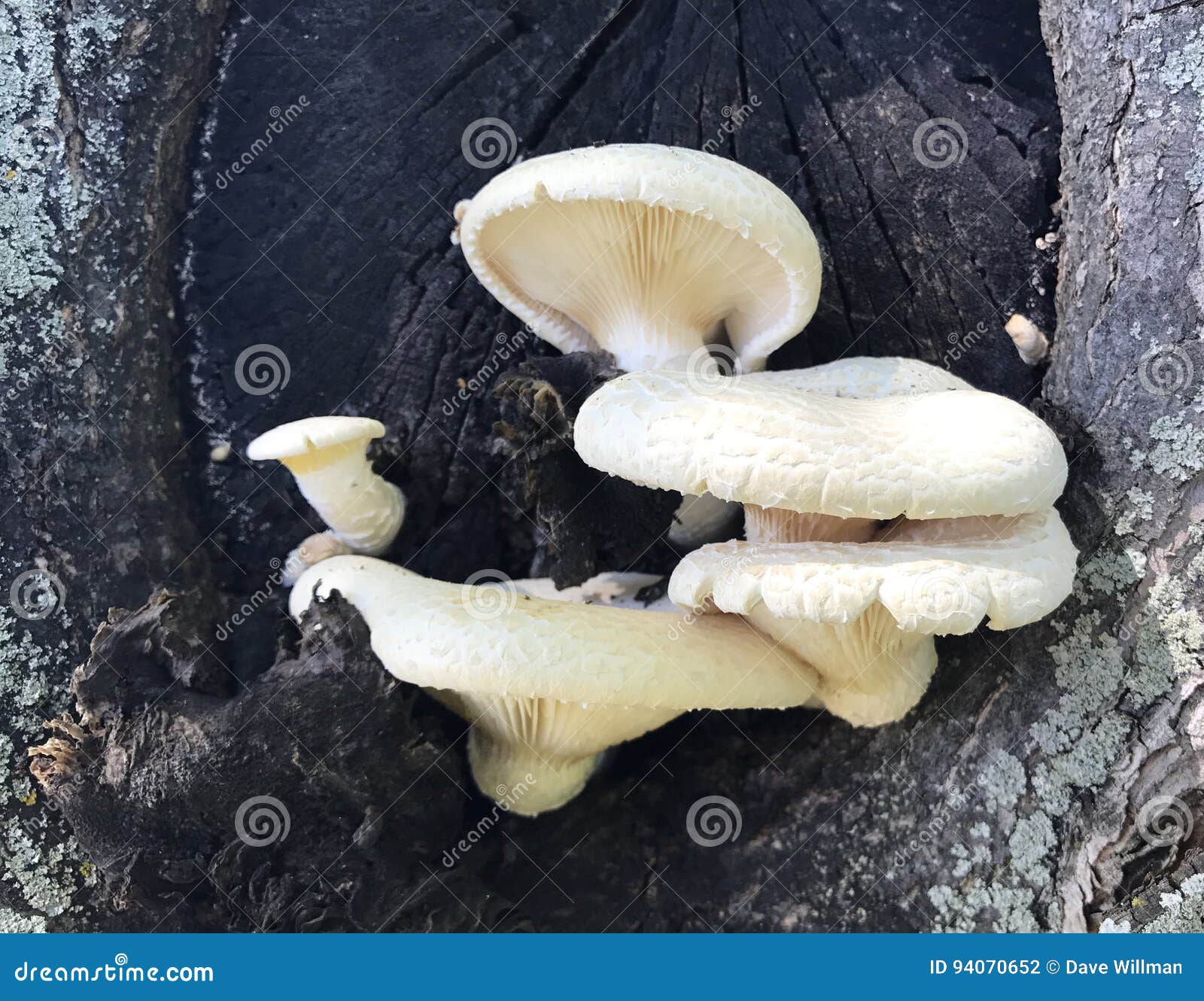 Summer Mushrooms on a Maple Tree Stock Photo - Image of wild, fungi ...