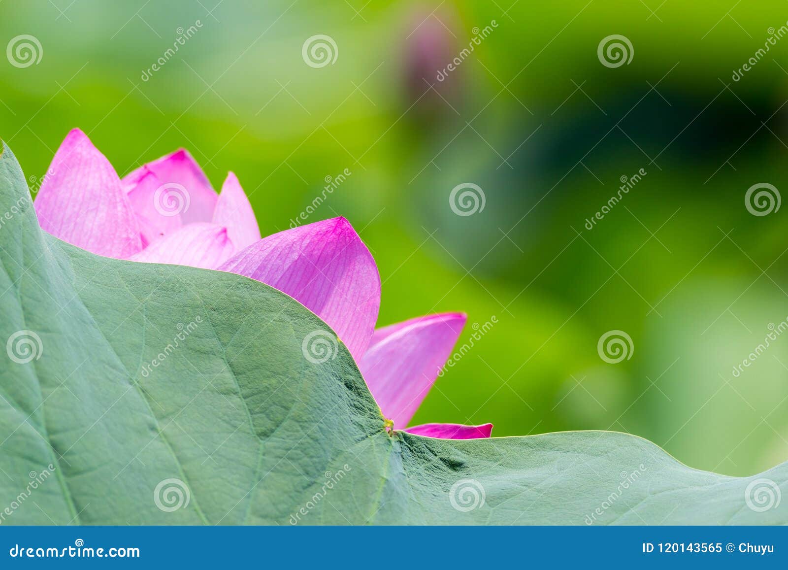 Summer Natural Scene of Lotus Flower Stock Image - Image of abstract ...