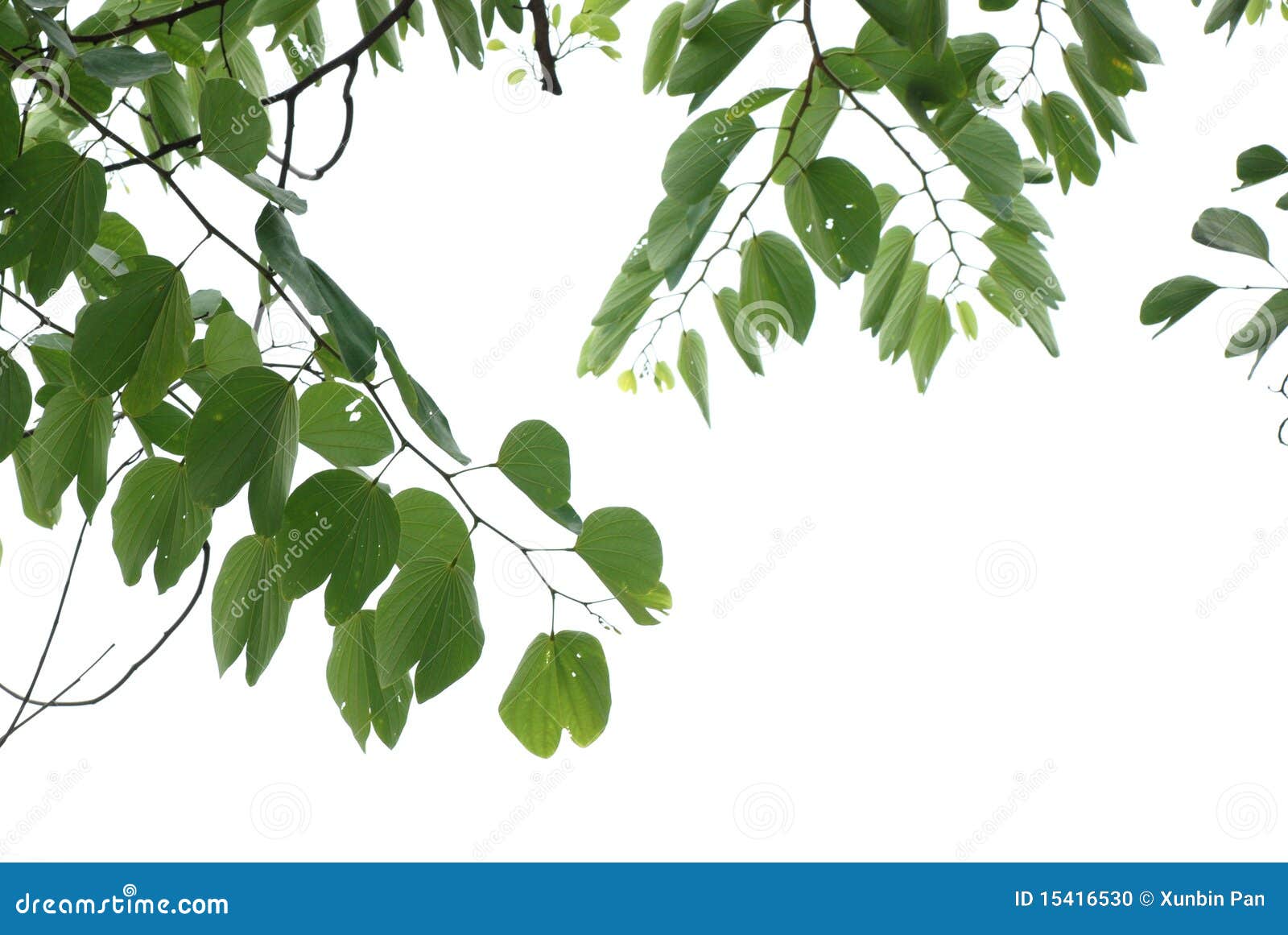 Summer Nature Asian Cherry Blossom Leaf Stock Photo - Image of cherry ...