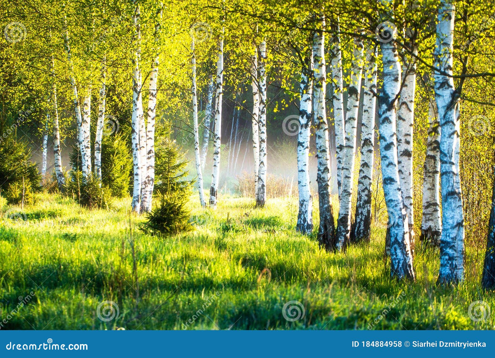 Summer Nature. Birch Forest Landscape Stock Photo - Image of outdoors ...