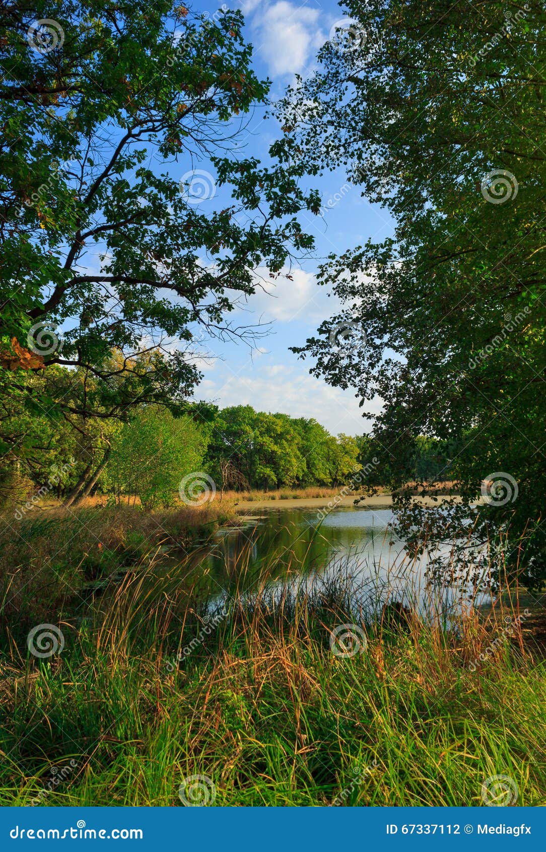 Summer Nature with Forest Pond Stock Photo - Image of reflection ...