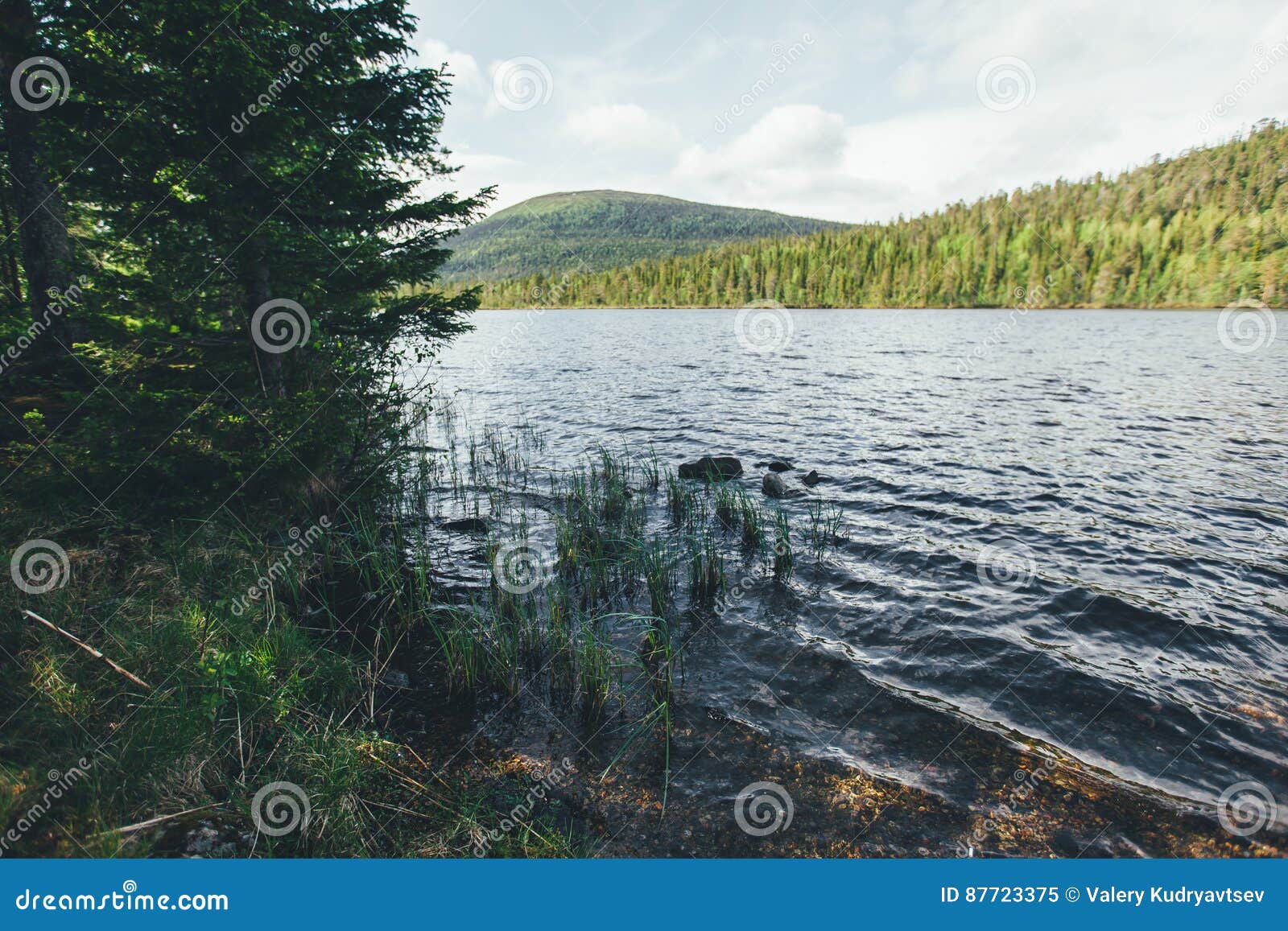 Summer Nature stock image. Image of environment, outdoors - 87723375