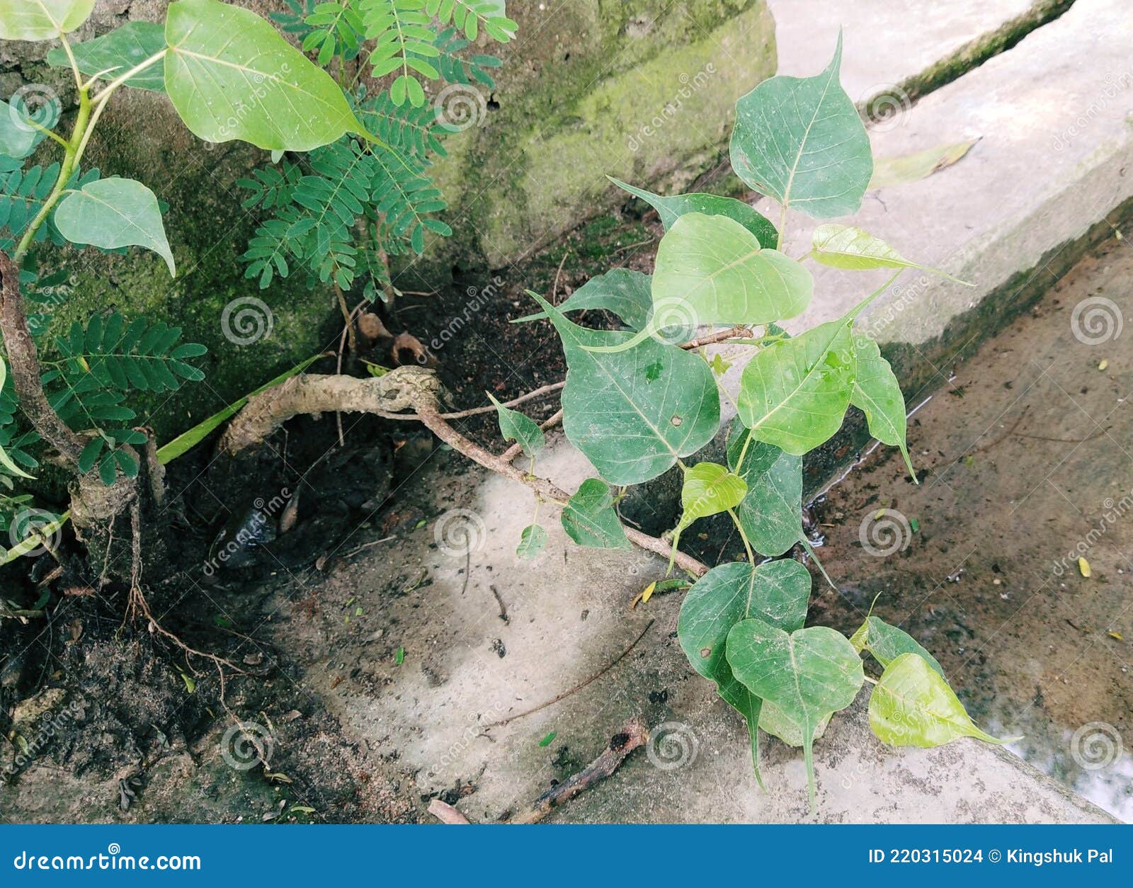 Summer Nature Survive Plant Stock Photo - Image of leaf, produce: 220315024