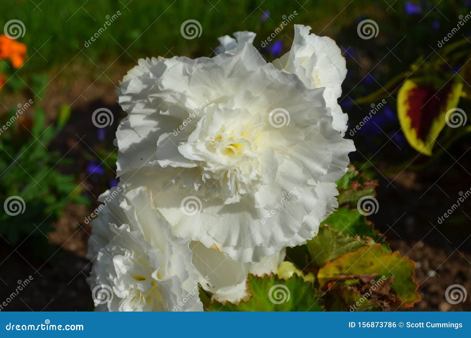 Summer in Nova Scotia: Closeup of White Peony Flower Stock Photo ...