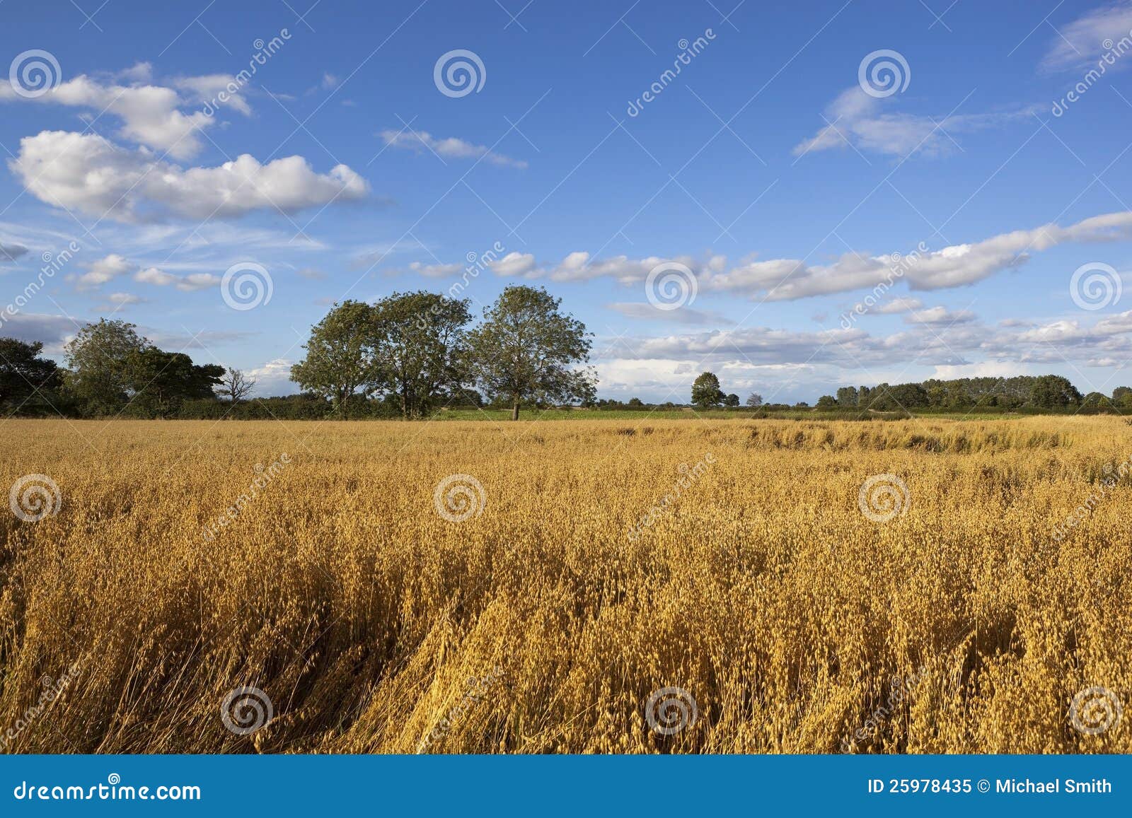 650 Oats Trees Stock Photos - Free & Royalty-Free Stock Photos from ...