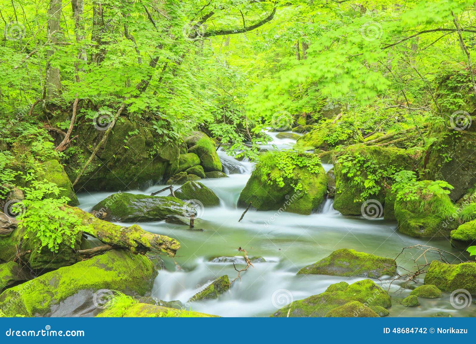 Summer of Oirase Stream stock photo. Image of fresh, japan - 48684742