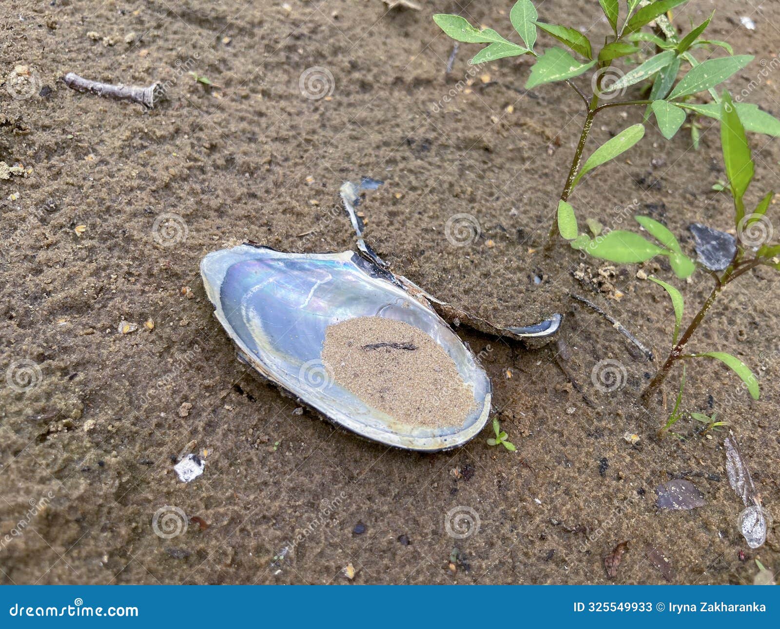 In Summer, an Open Mother-of-pearl Shell Can Be Seen in the Sand on the ...