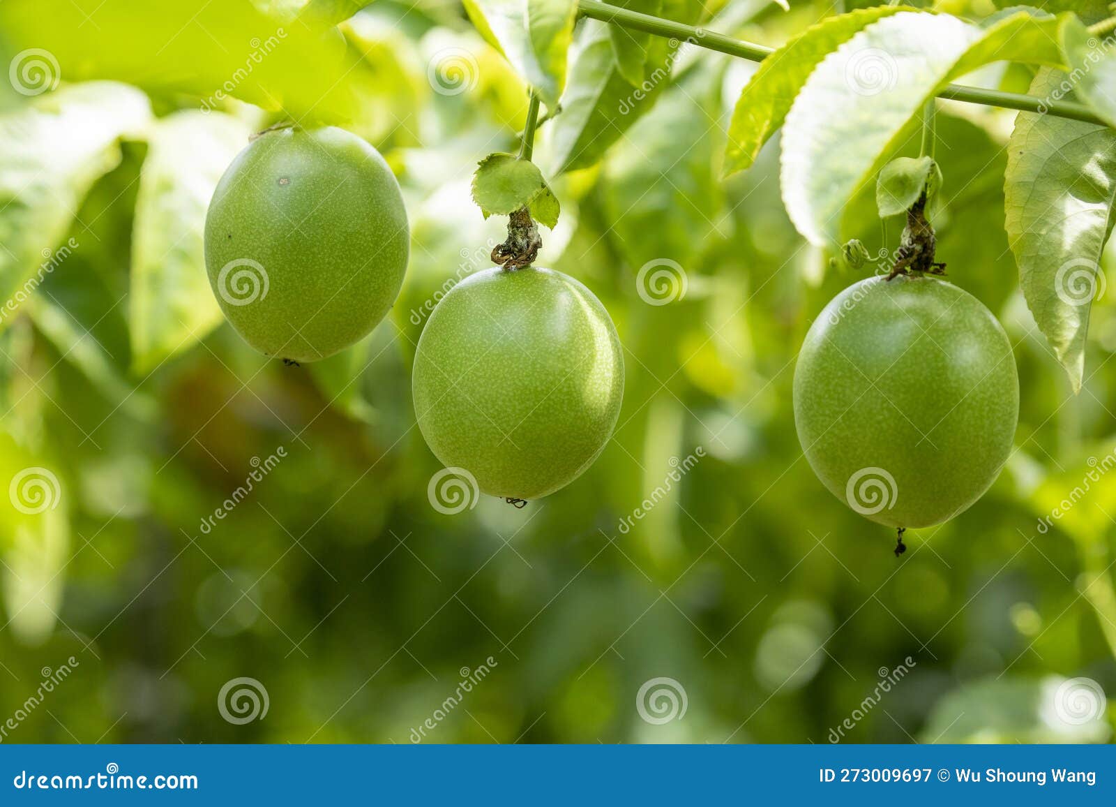 Summer, Orchard, Fruit, Plump, Green, Passion Fruit Stock Image - Image ...