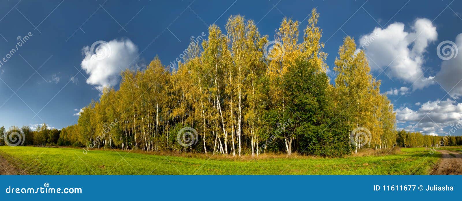 Summer panorama stock image. Image of green, leaves, round - 11611677
