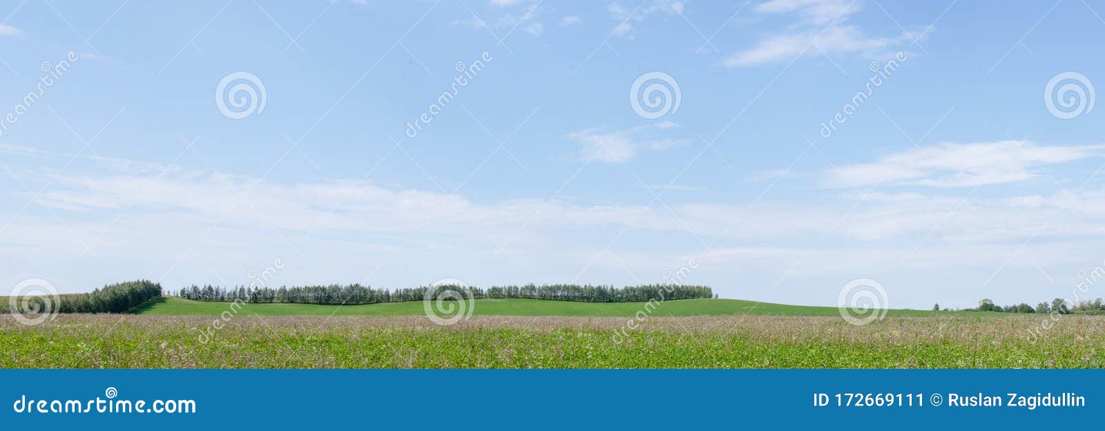 Summer Panoramic Green Landscape of a Field with a Row of Birch Trees ...