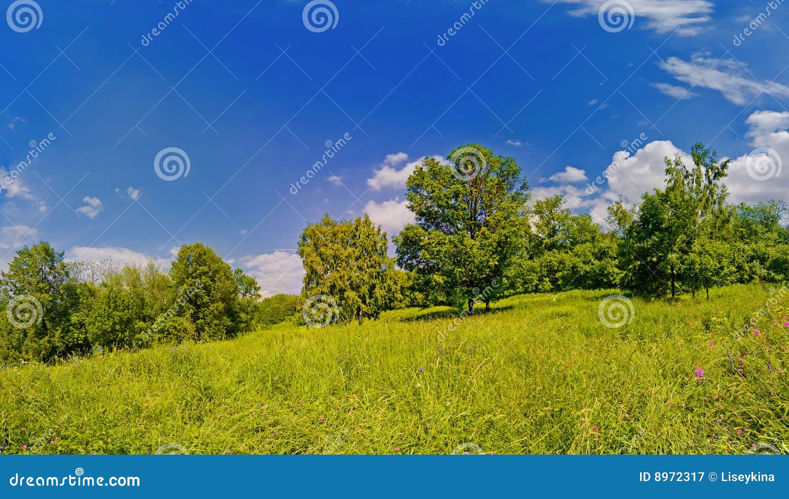 Summer Panoramic Shot of Forest and Meadow Stock Image - Image of ...
