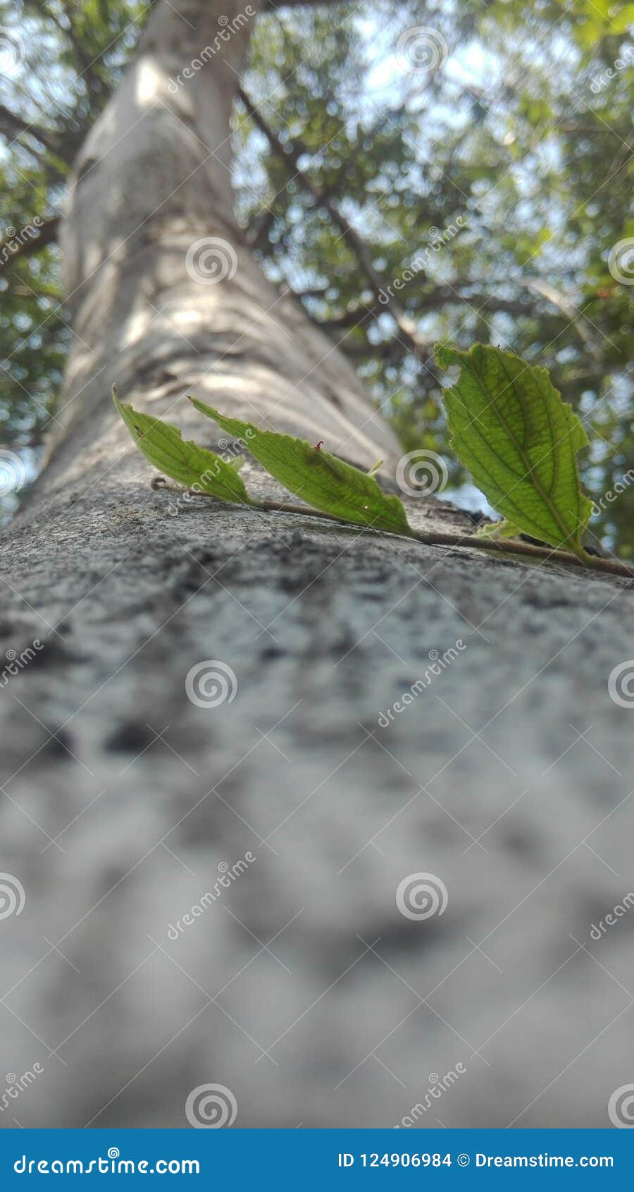 The tree in summer stock photo. Image of park, climbs - 124906984